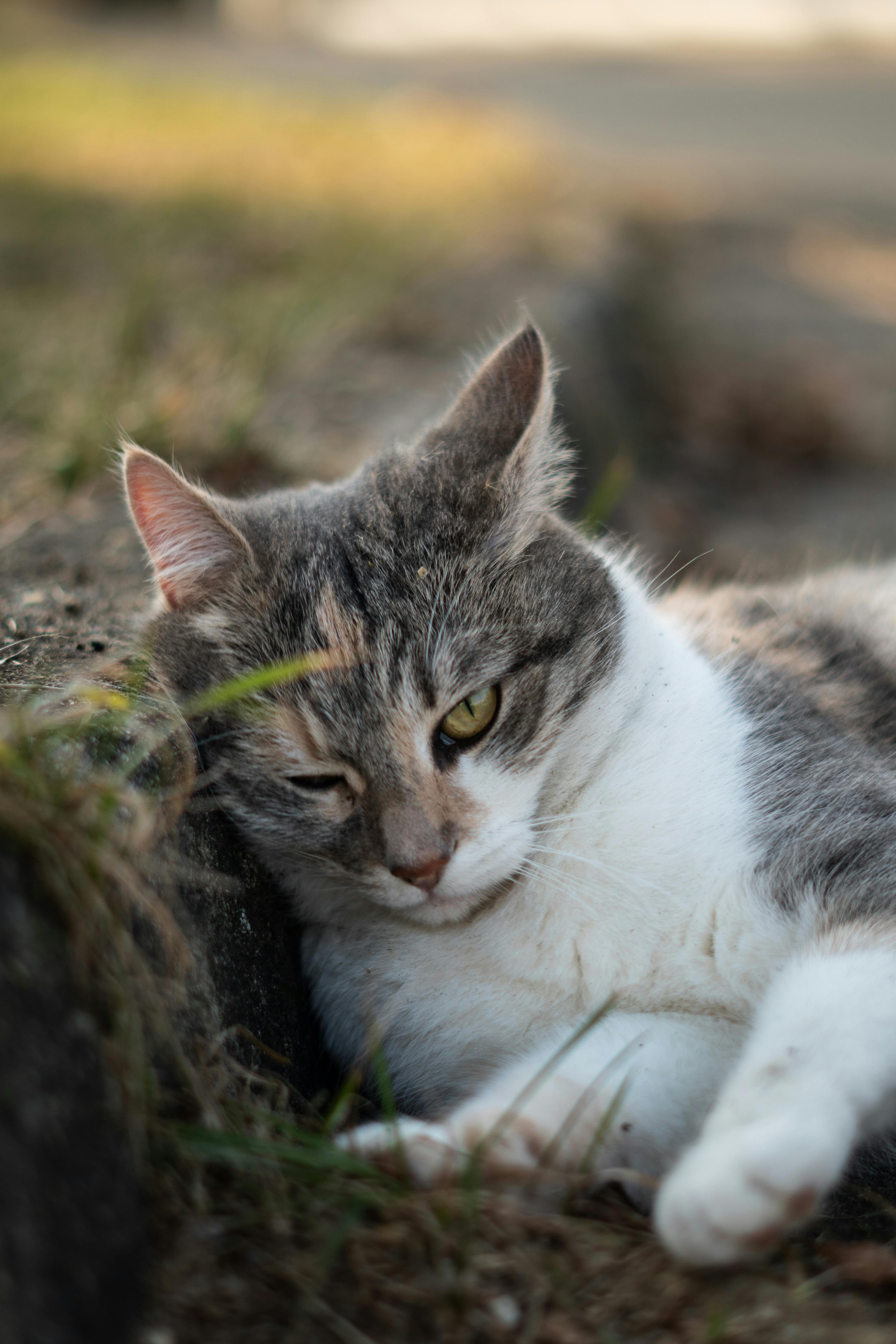 Gato Rascándose La Cabeza · Foto de stock gratuita