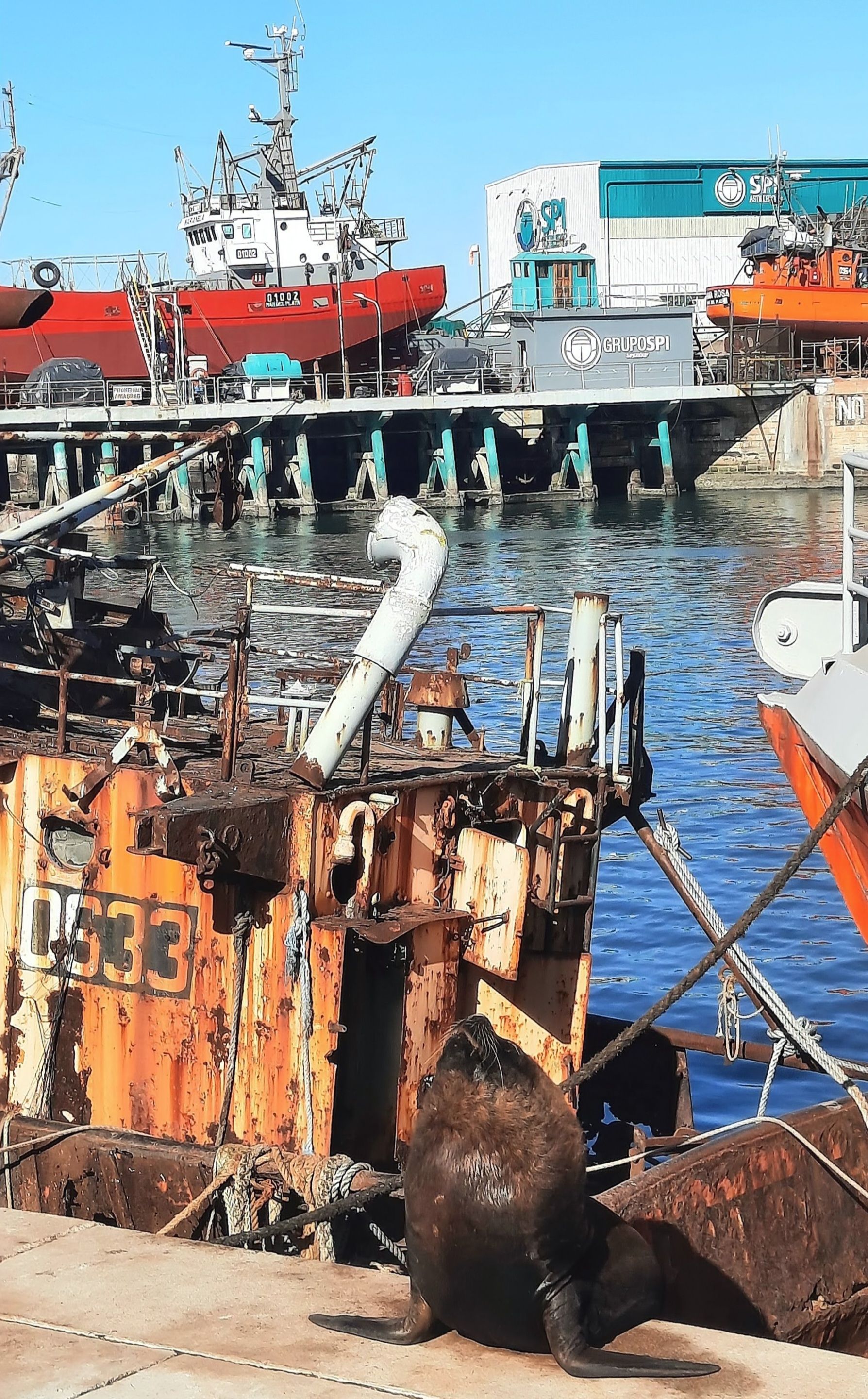 Sea Lion at a Busy Shipyard Dock · Free Stock Photo