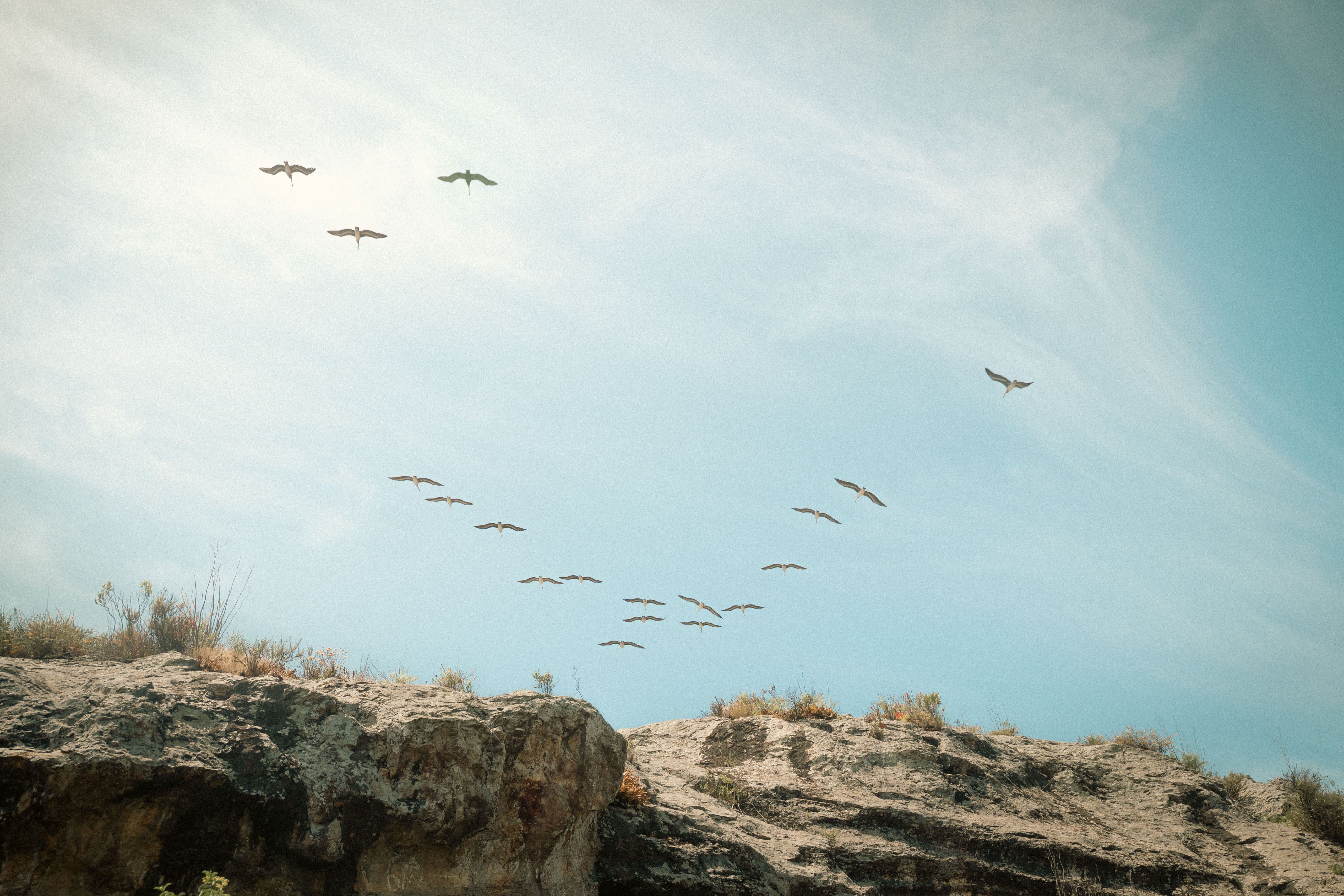 Serene Flight of Birds Over Rocky Cliffs · Free Stock Photo