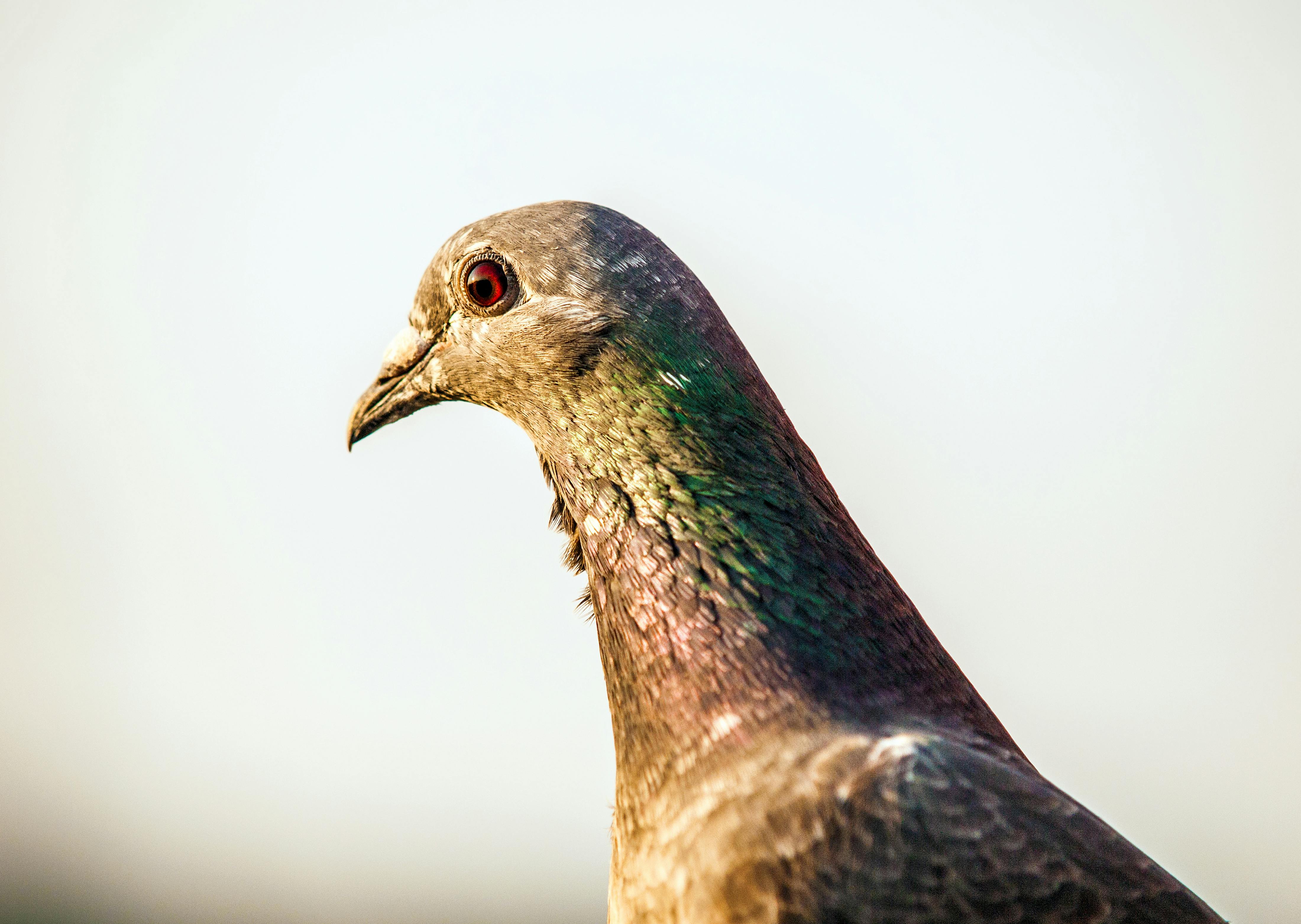 Head Sir Photos, Download The BEST Free Head Sir Stock Photos & HD Images