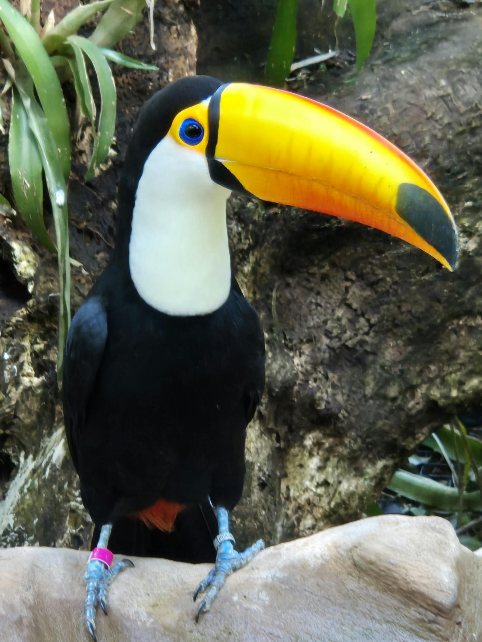 254+ Fotos y Imágenes de Tucan Gratis · Banco de Fotos Gratis