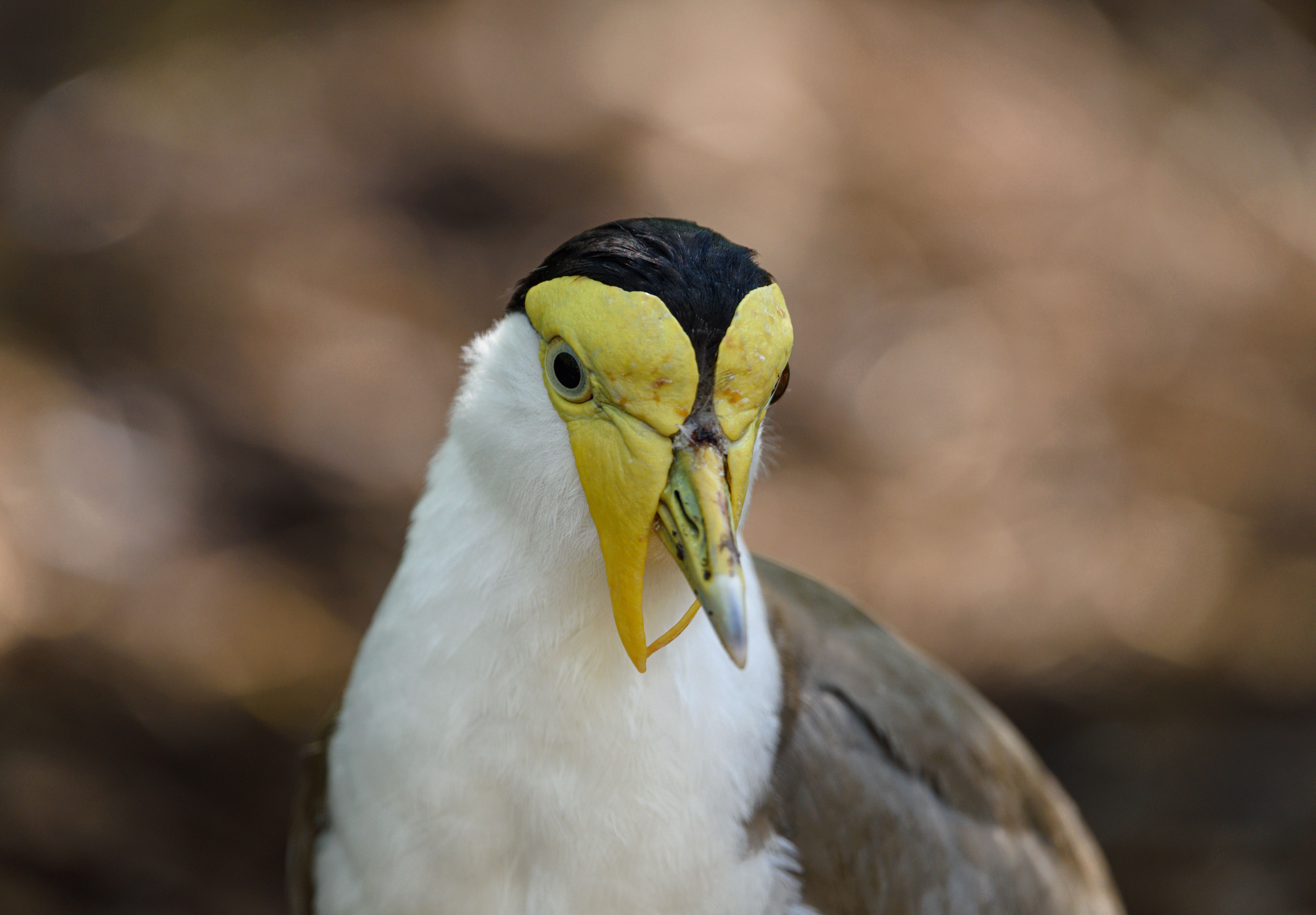 Close-up of Masked Lapwing Bird in Nature · Free Stock Photo