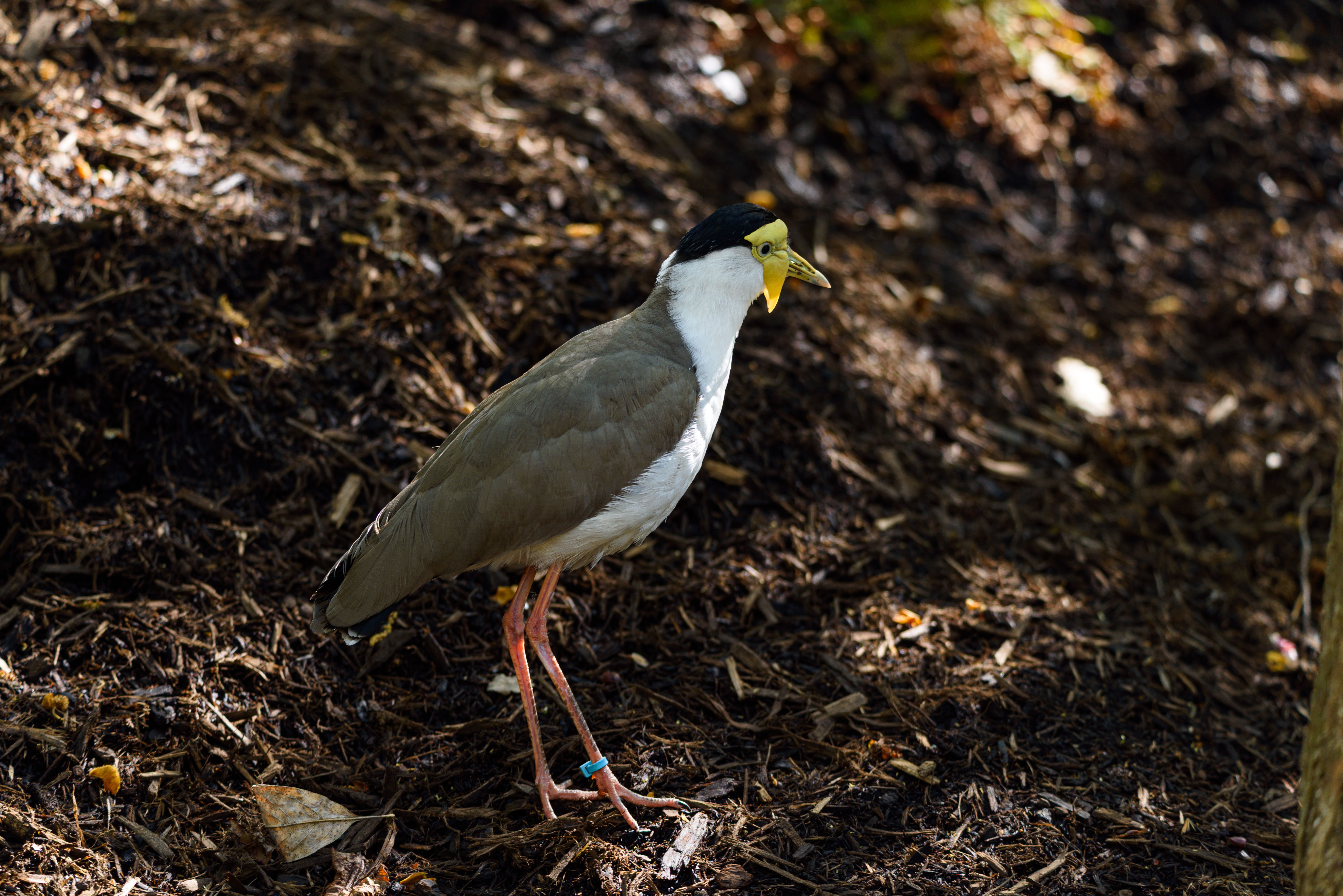 Masked Lapwing Bird in Natural Habitat · Free Stock Photo
