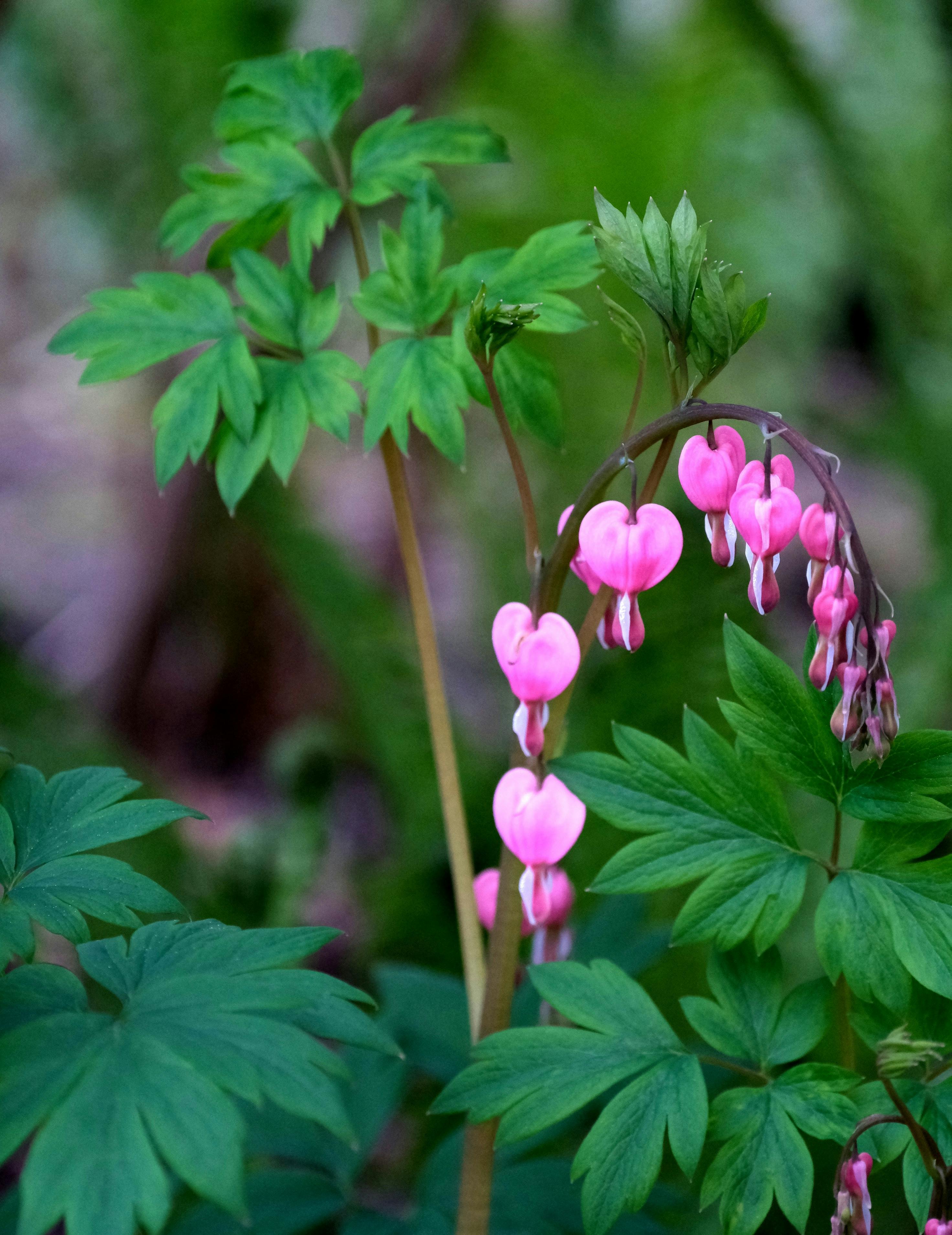Delicate Bleeding Heart Flowers in Full Bloom · Free Stock Photo