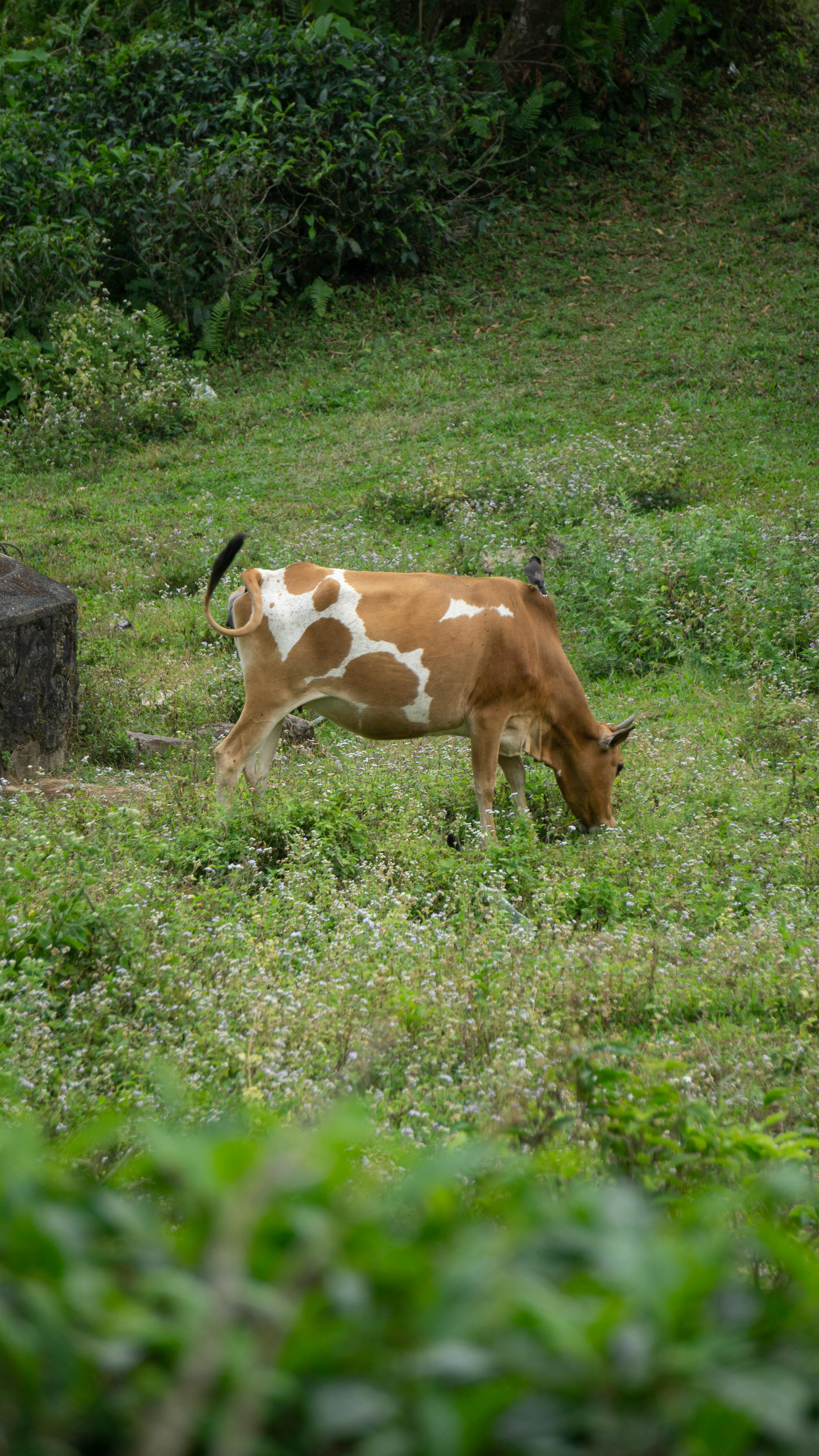 Sapi Coklat Dan Putih Merumput Di Ladang Yang Subur · Foto Stok Gratis
