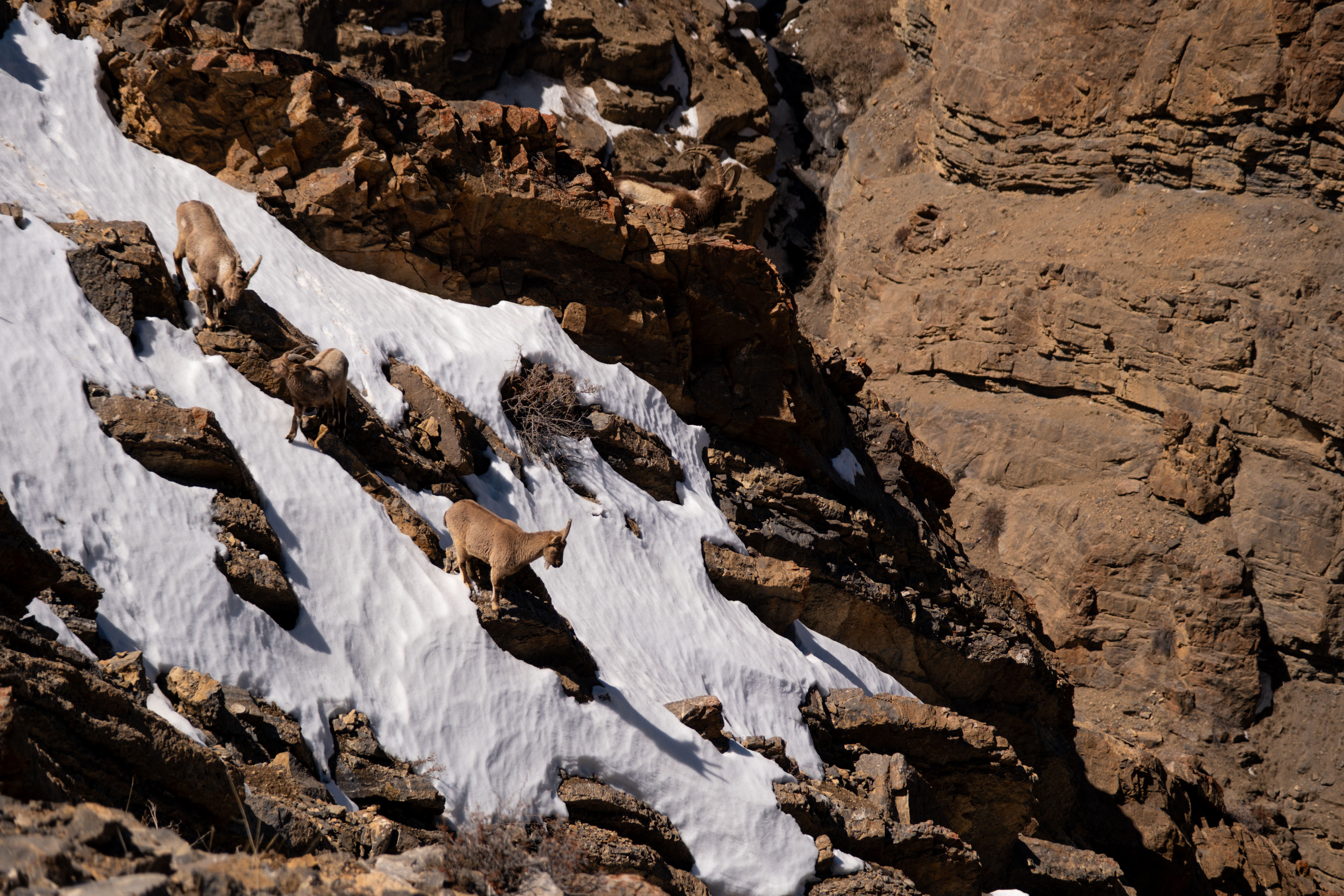 Himalayan Ibex Photos Download The Best Free Himalayan Ibex Stock