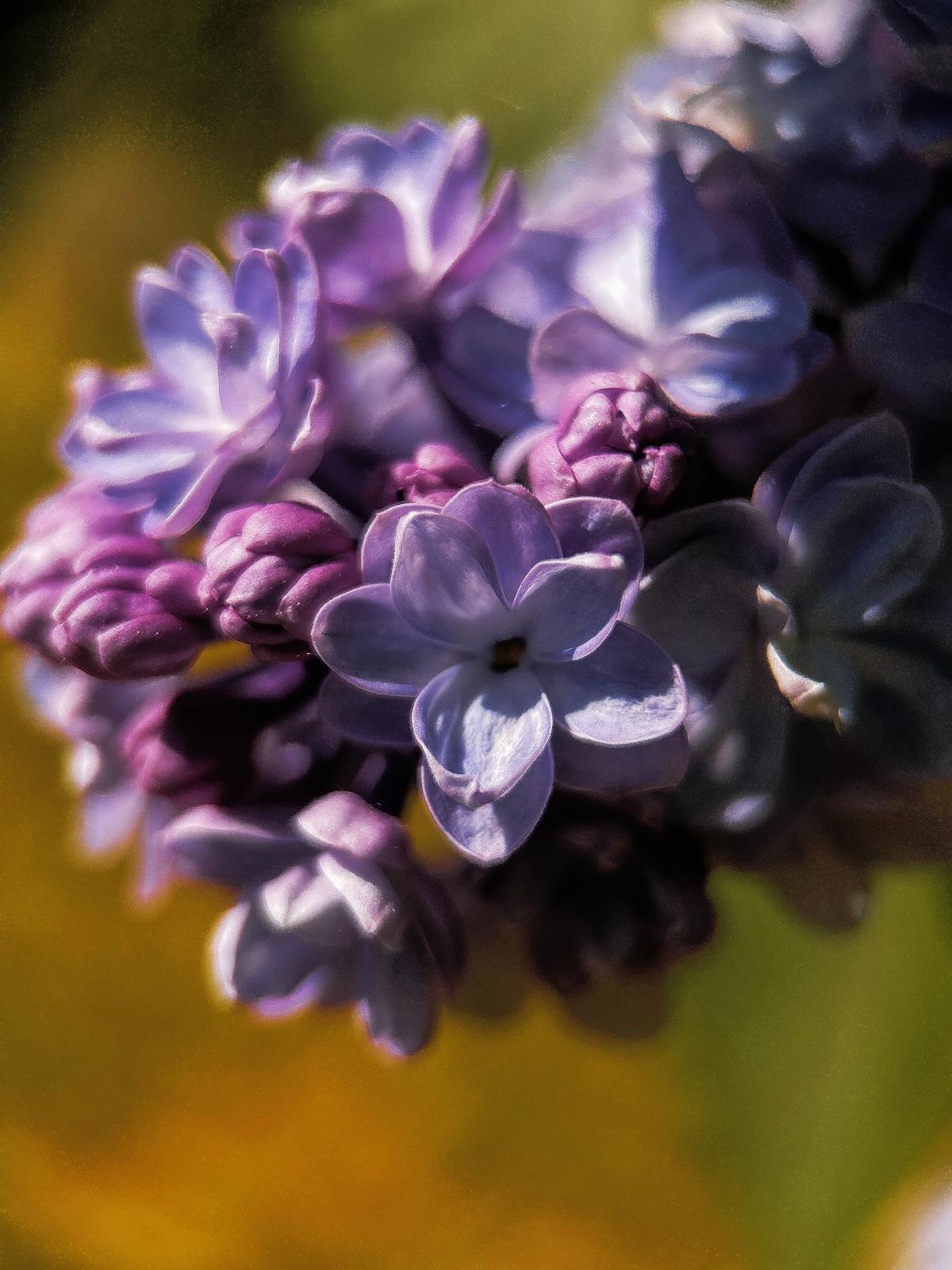 Spring Lilacs Background Photos, Download The BEST Free Spring Lilacs ...