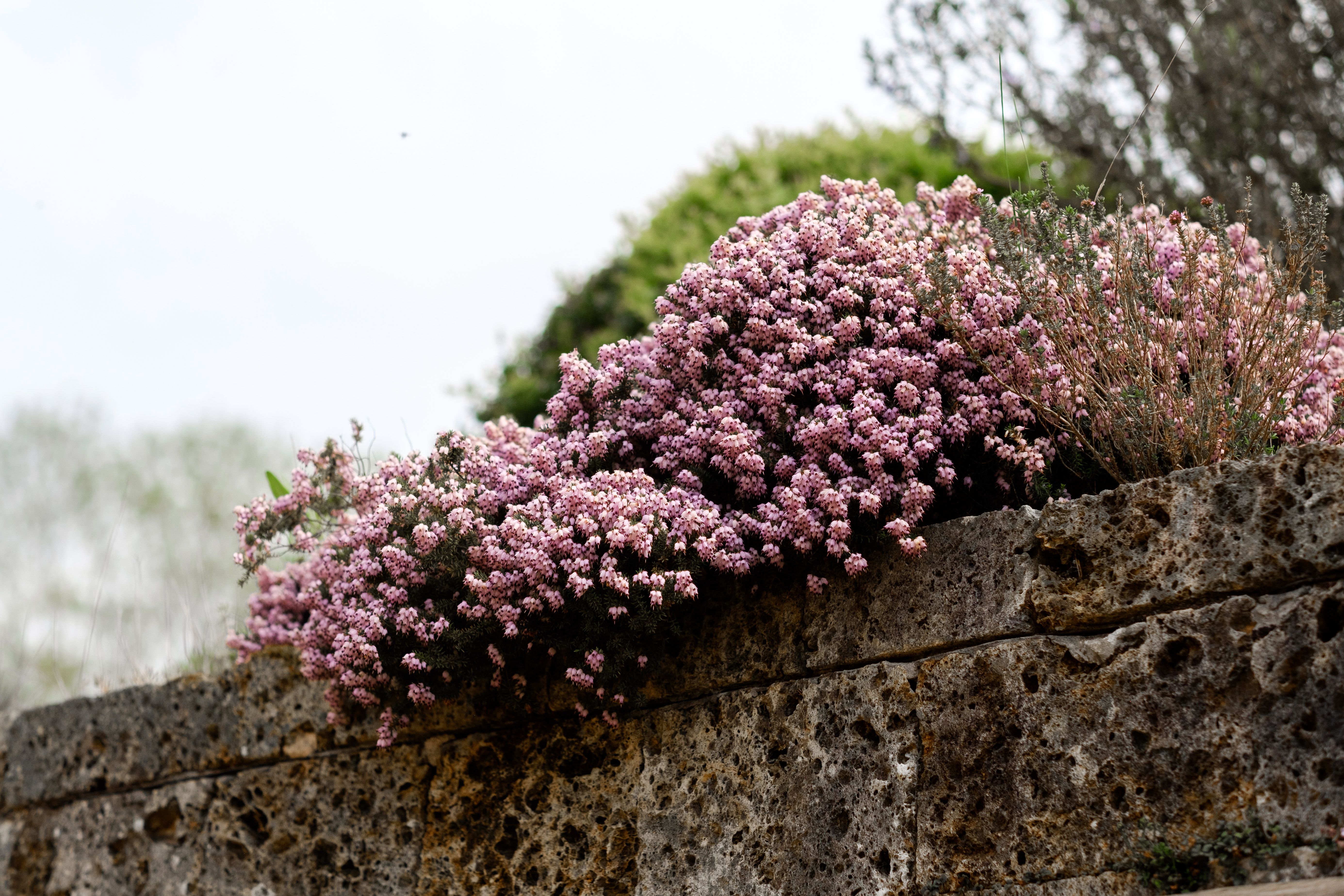 Blooming Heather Flowers on Stone Wall · Free Stock Photo