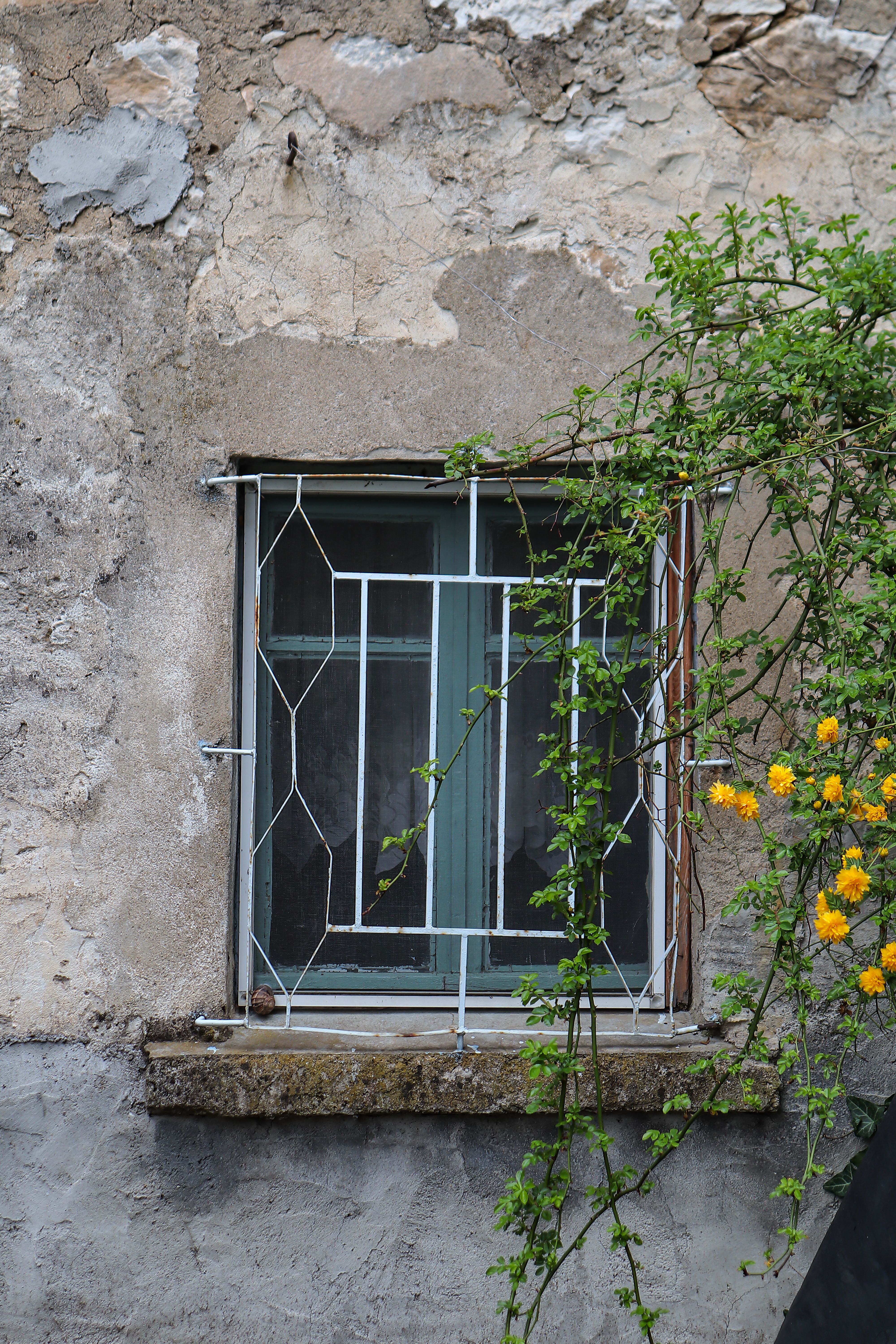 Rustic Window with Climbing Plant and Yellow Flowers · Free Stock Photo