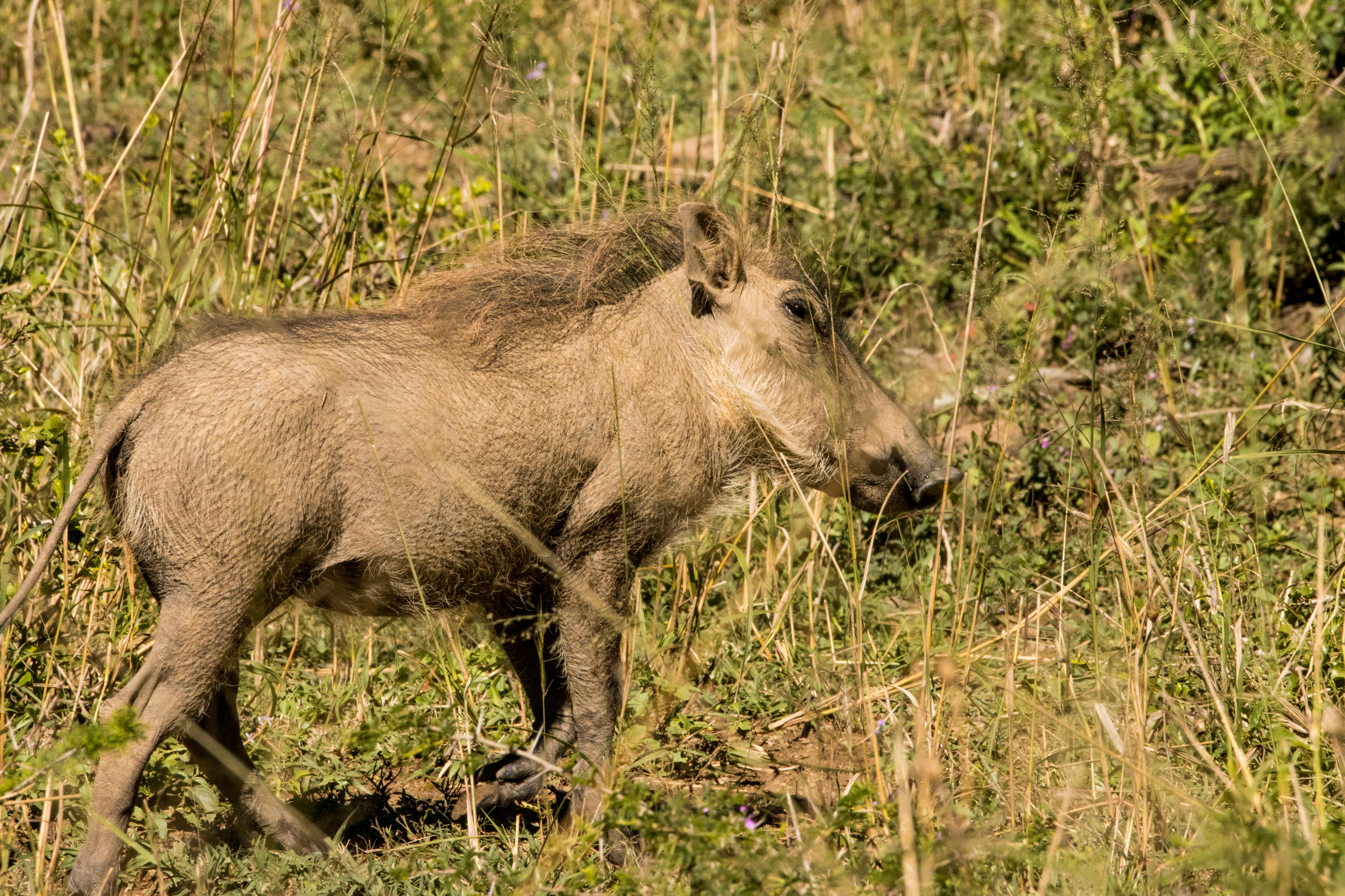 Side View of African Warthog in Natural Habitat · Free Stock Photo