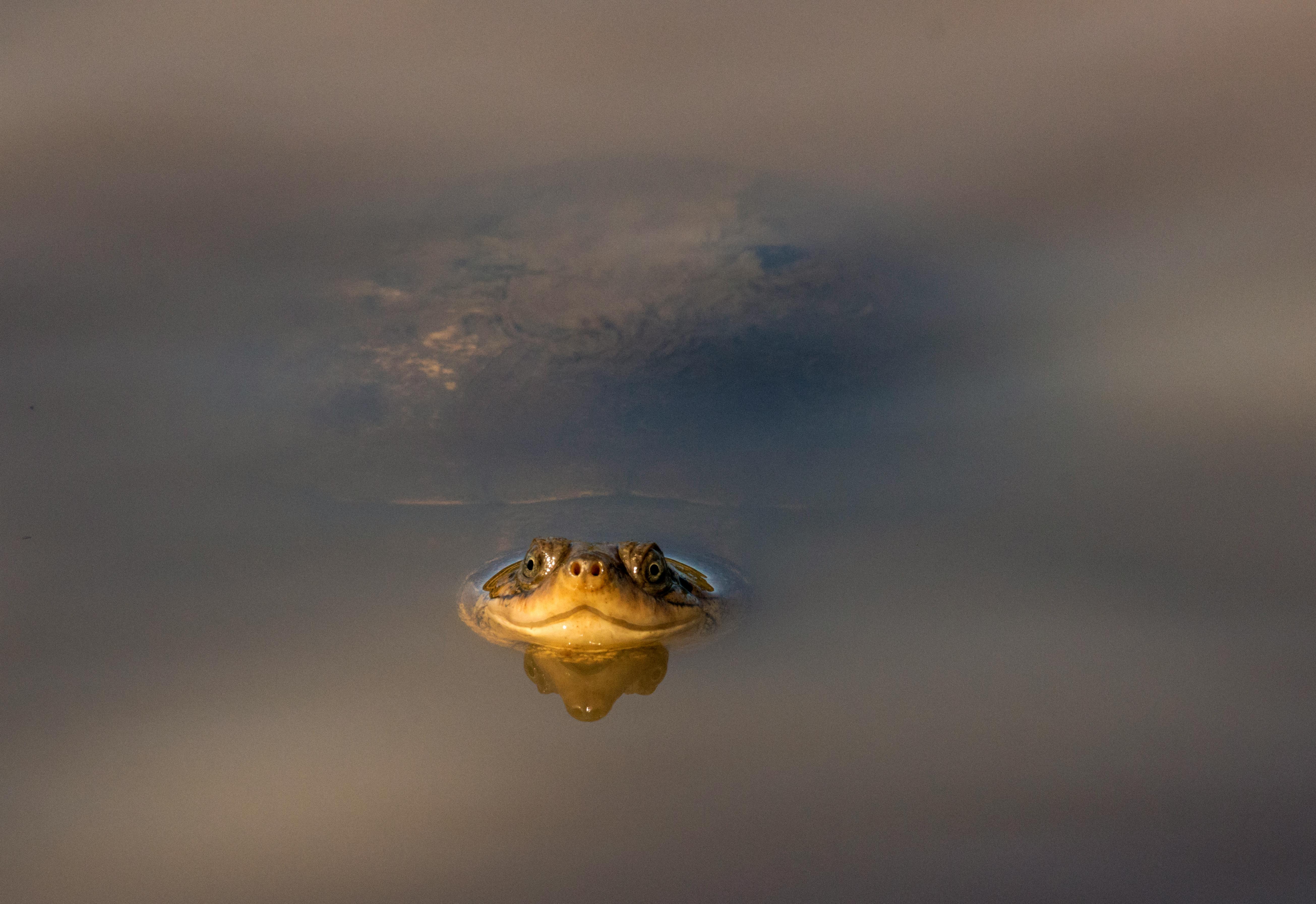 Turtle Emerging from Calm Water Surface · Free Stock Photo