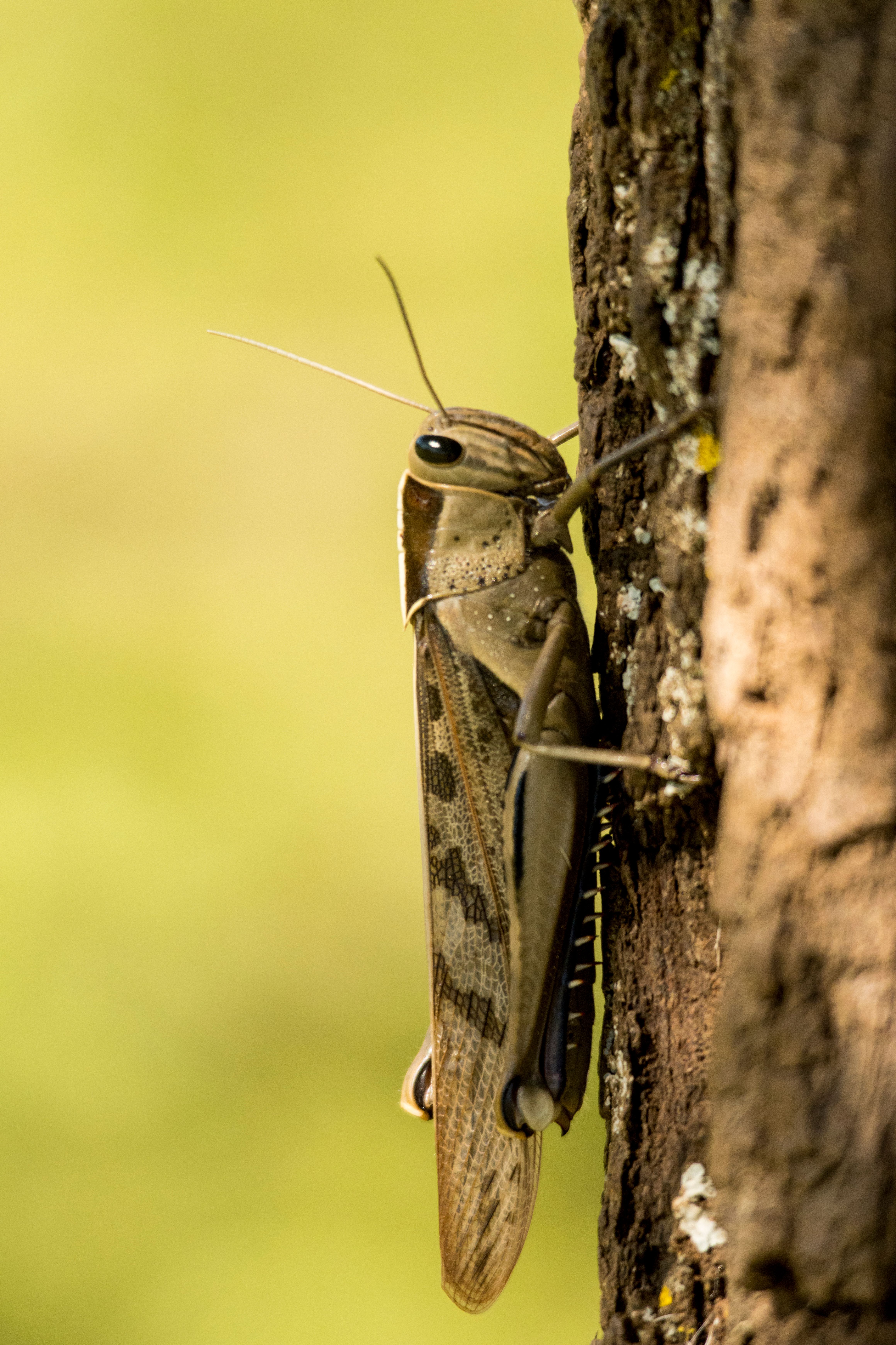 Close-up of Grasshopper on Tree Bark · Free Stock Photo