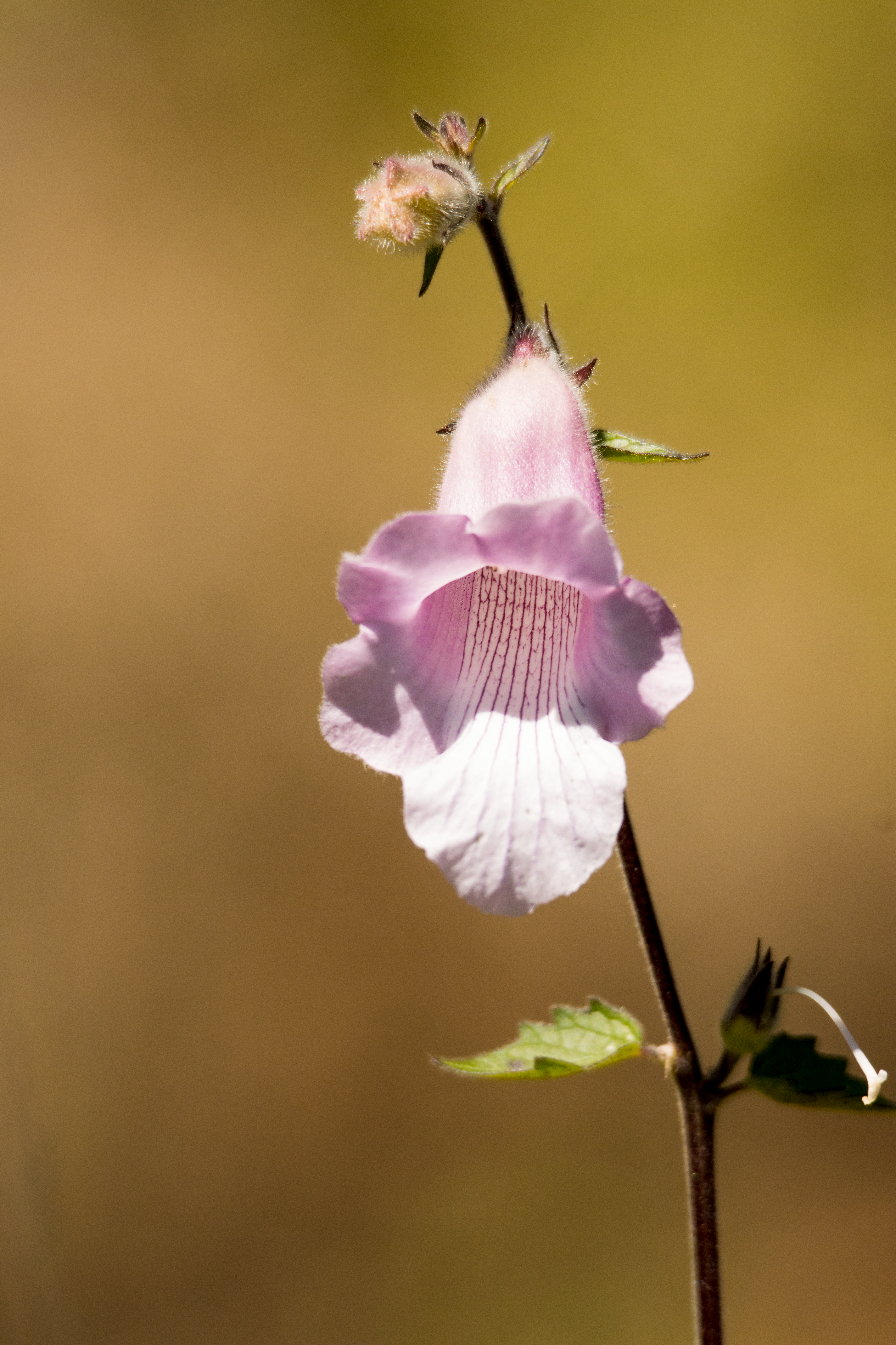 Close-Up of a Pink Wildflower in Natural Light · Free Stock Photo