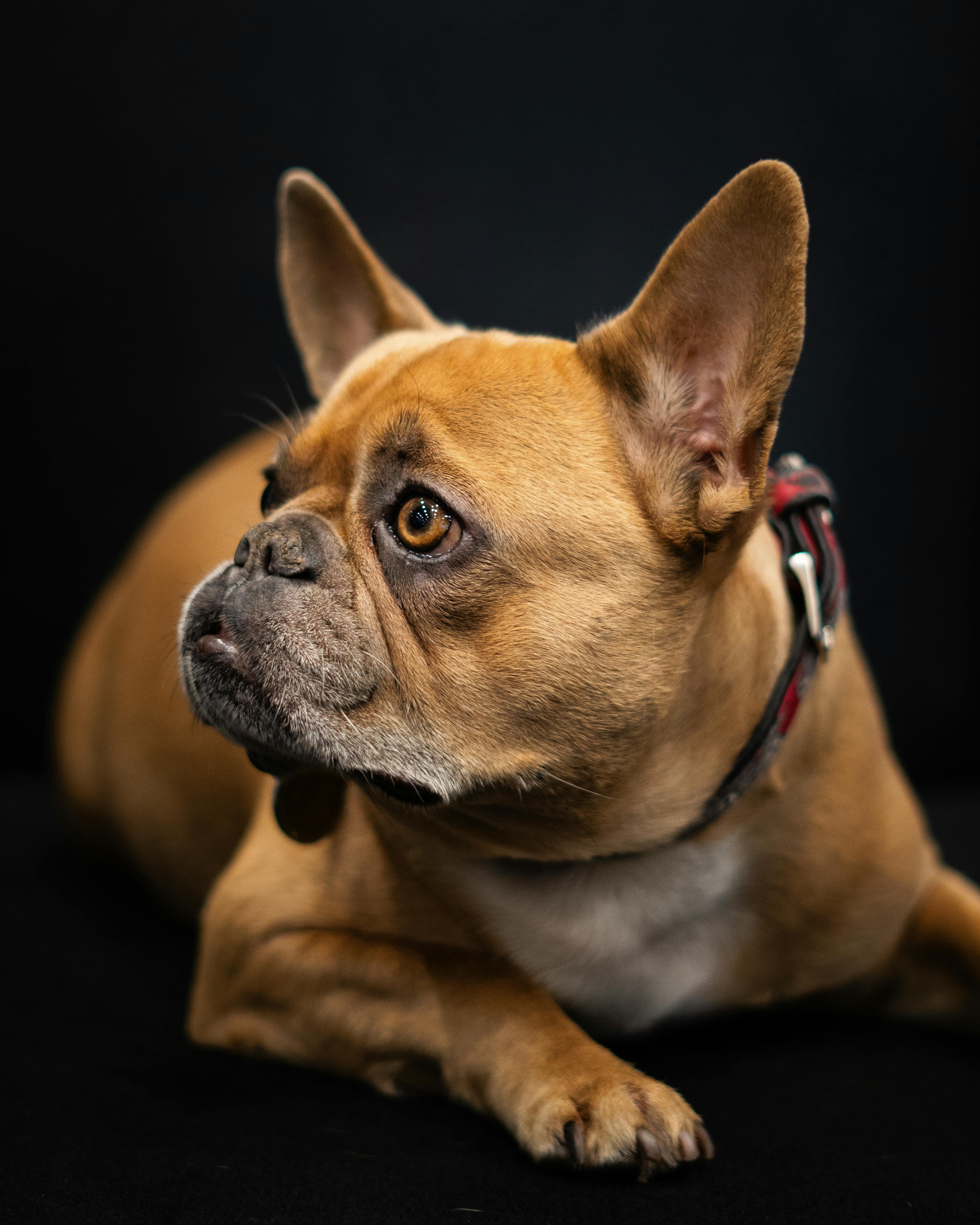 10.000+ Military Dogs India Bilder und Fotos · Kostenlos Downloaden ...