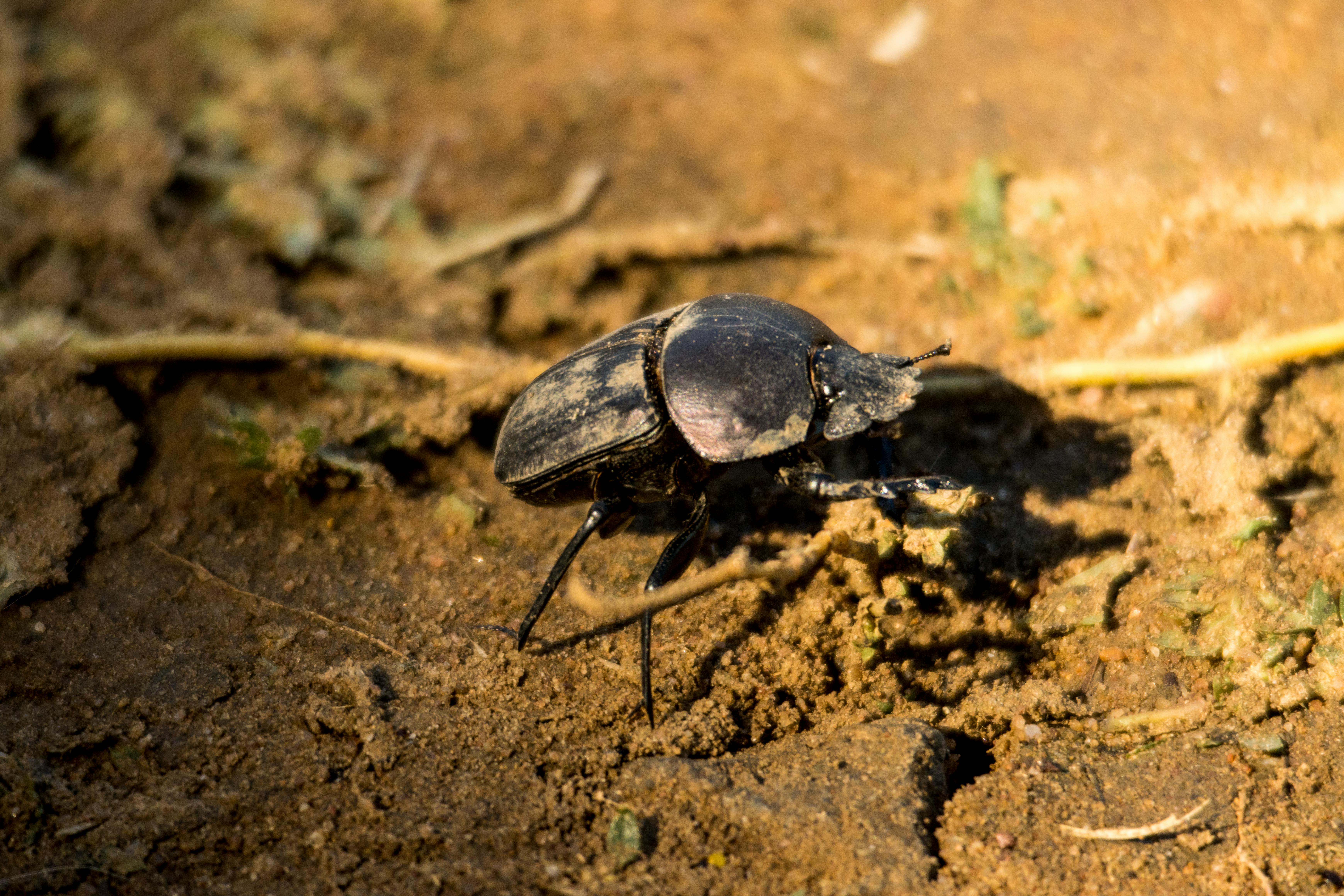 Animal Bullish Photos, Download The BEST Free Animal Bullish Stock ...