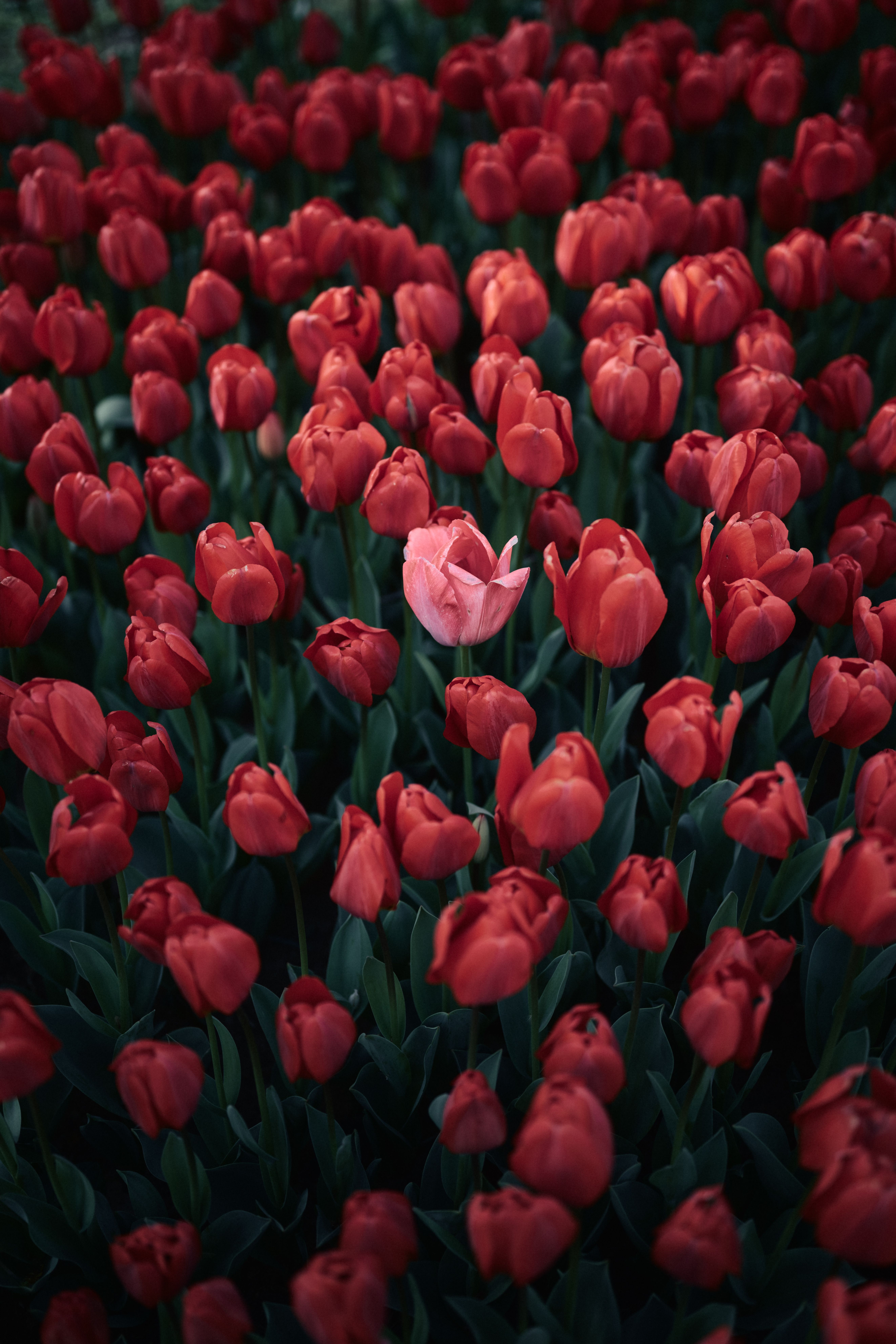 Followers Wallpaper Photos, Download The BEST Free Followers Wallpaper ...