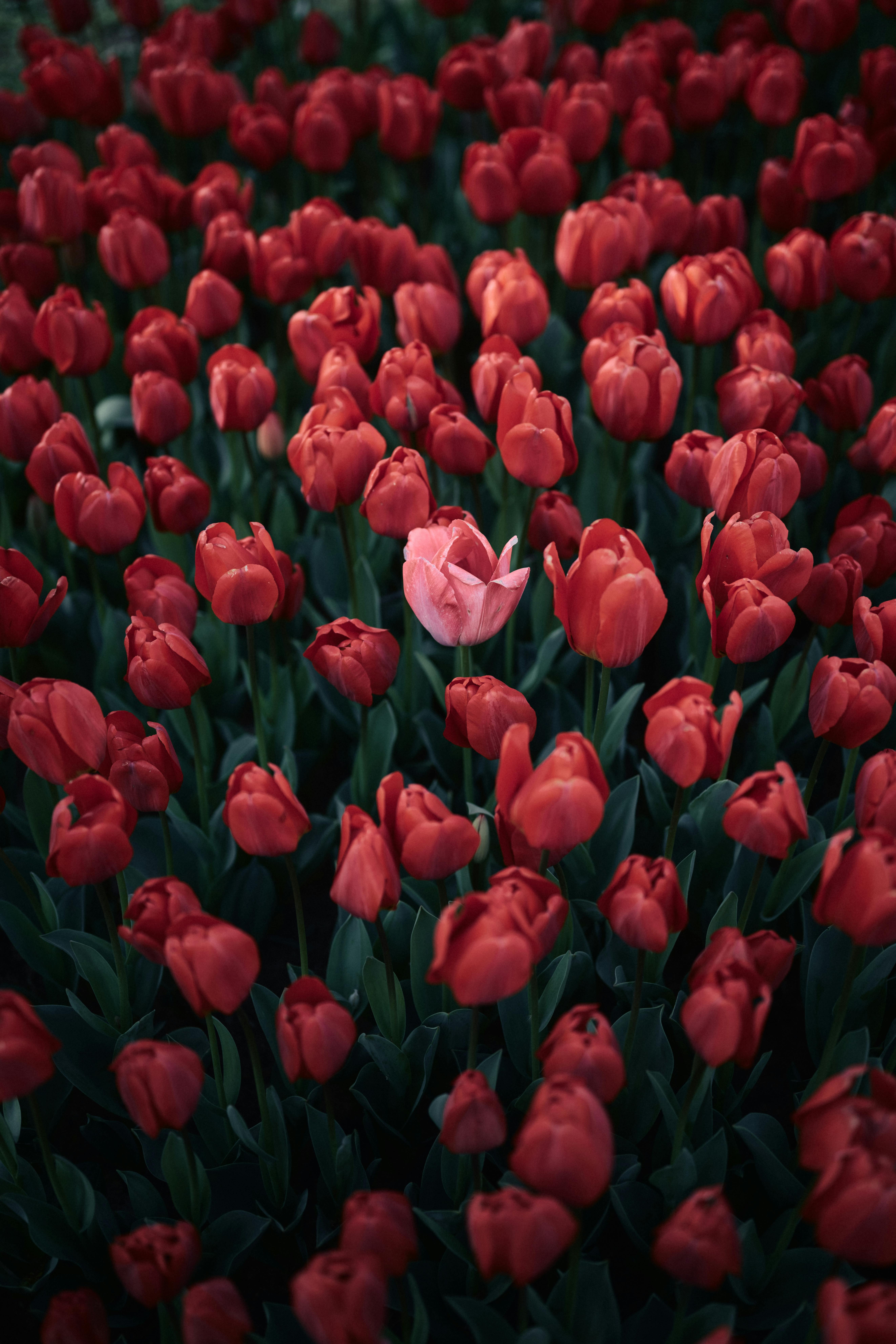 Flower Lale Photos, Download The BEST Free Flower Lale Stock Photos ...