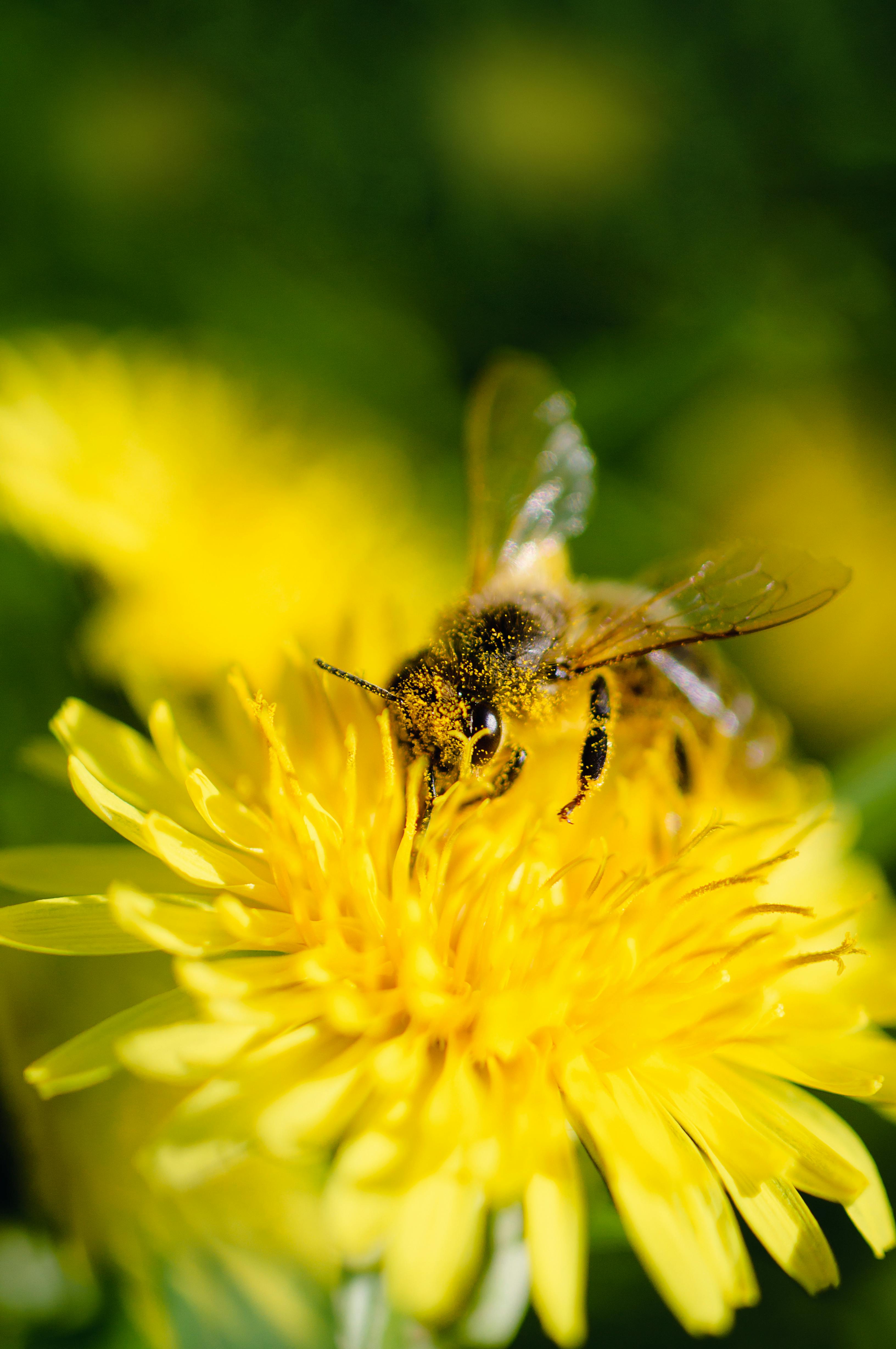 Files Apis Photos, Download The BEST Free Files Apis Stock Photos & HD ...