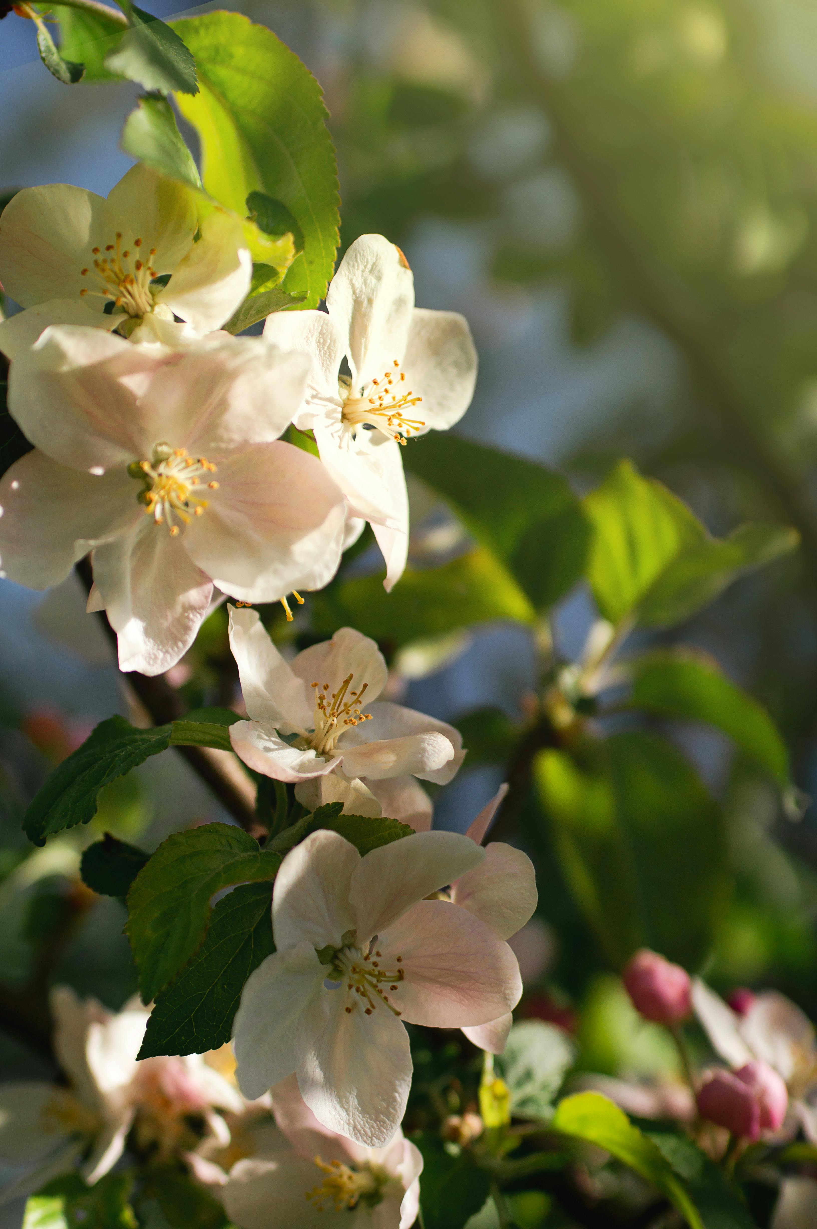 Compare Background Photos, Download The BEST Free Compare Background ...