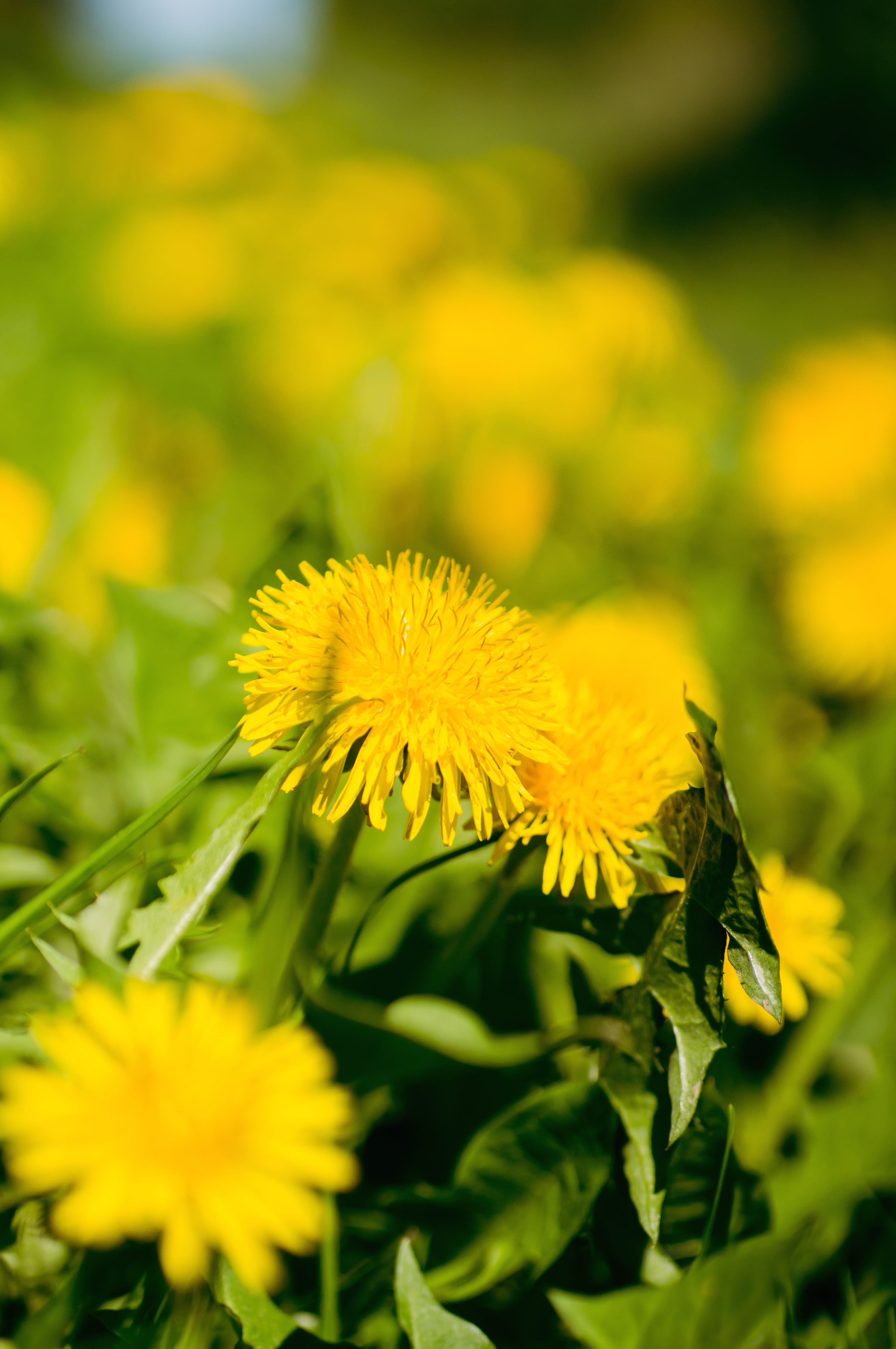 Vibrant Yellow Dandelions in Full Bloom Outdoors · Free Stock Photo
