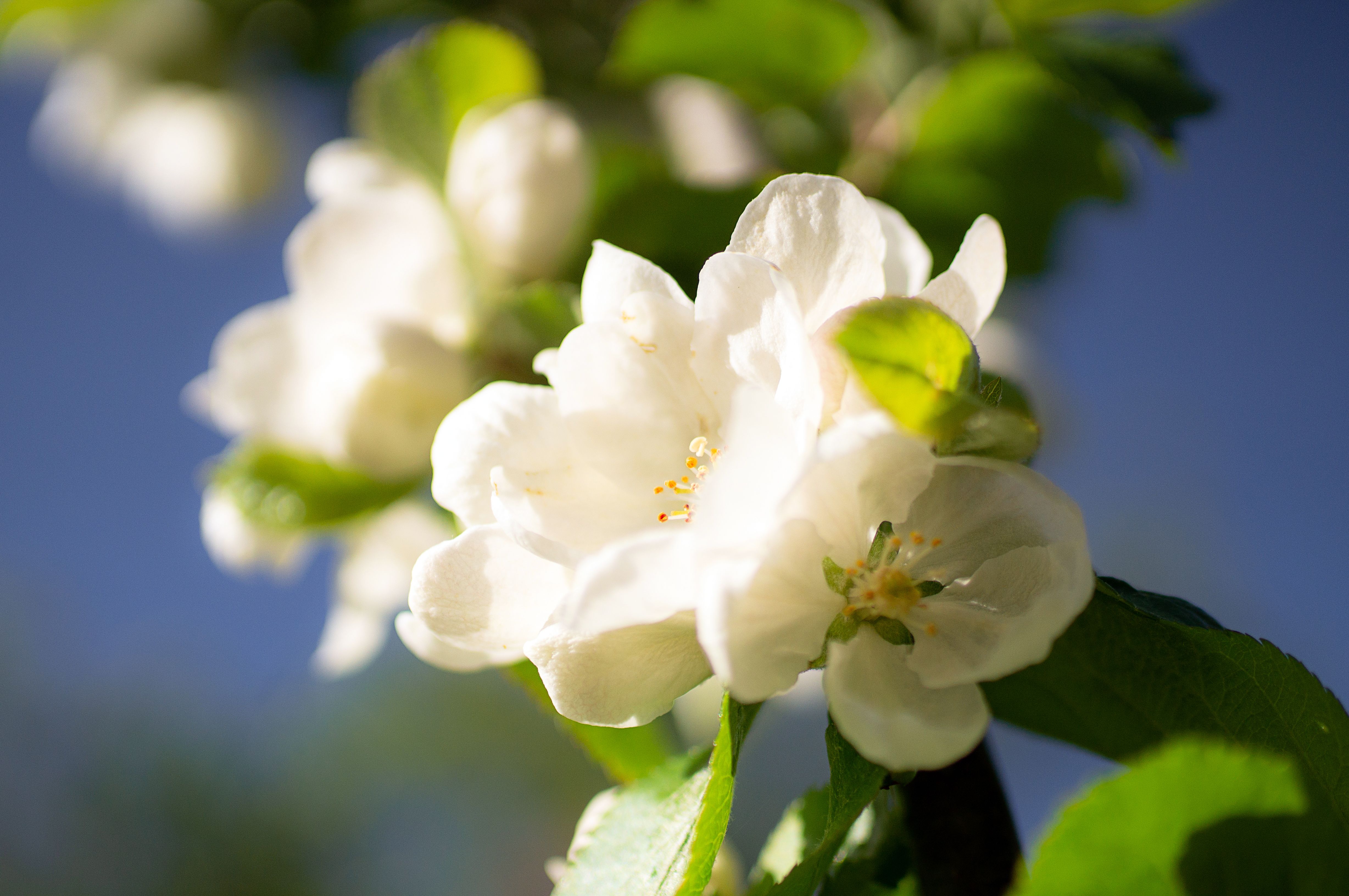 Close-up of White Blossoms on Tree Branch in Spring · Free Stock Photo