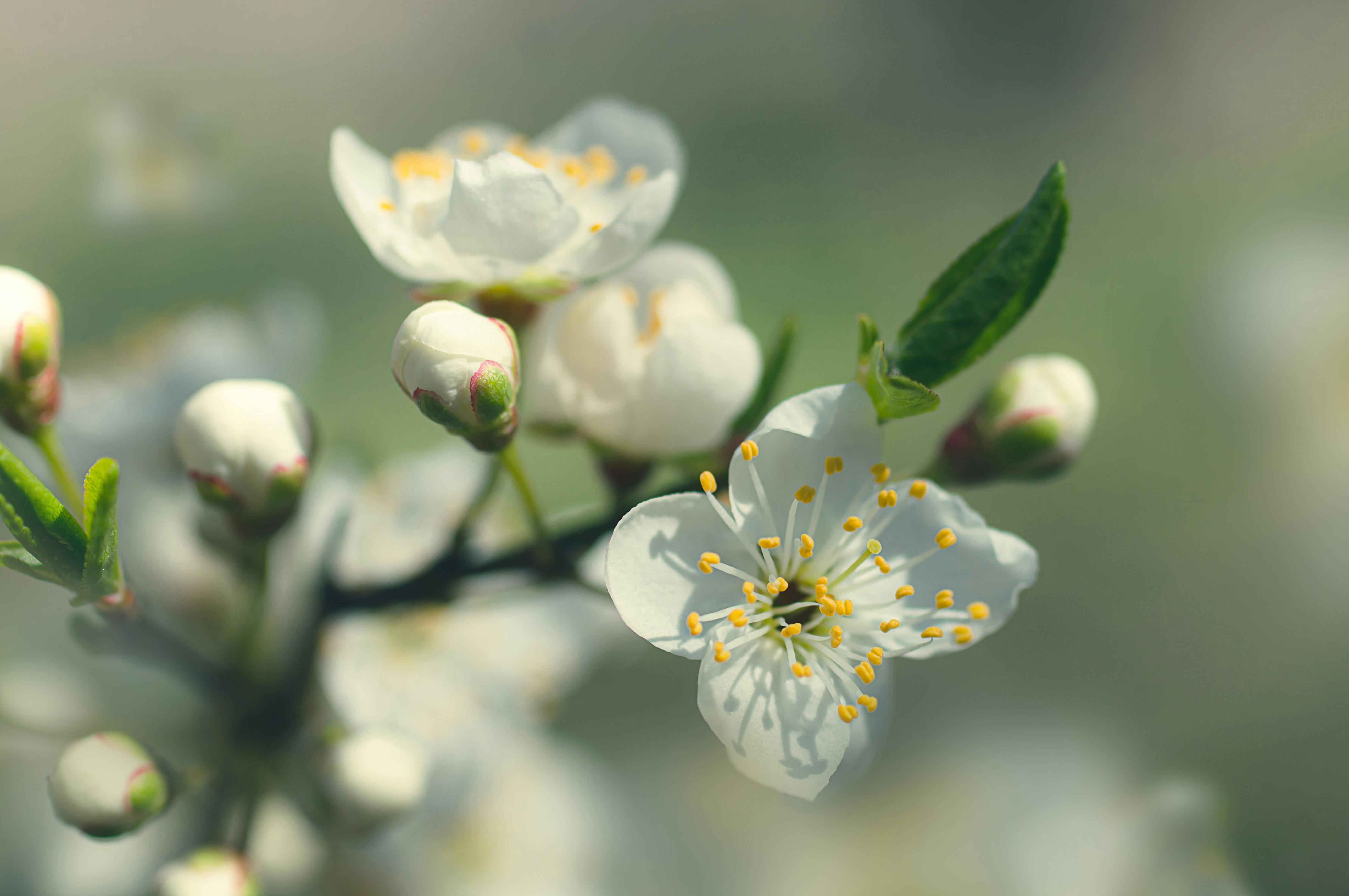 Erabadu Flower Photos, Download The BEST Free Erabadu Flower Stock ...