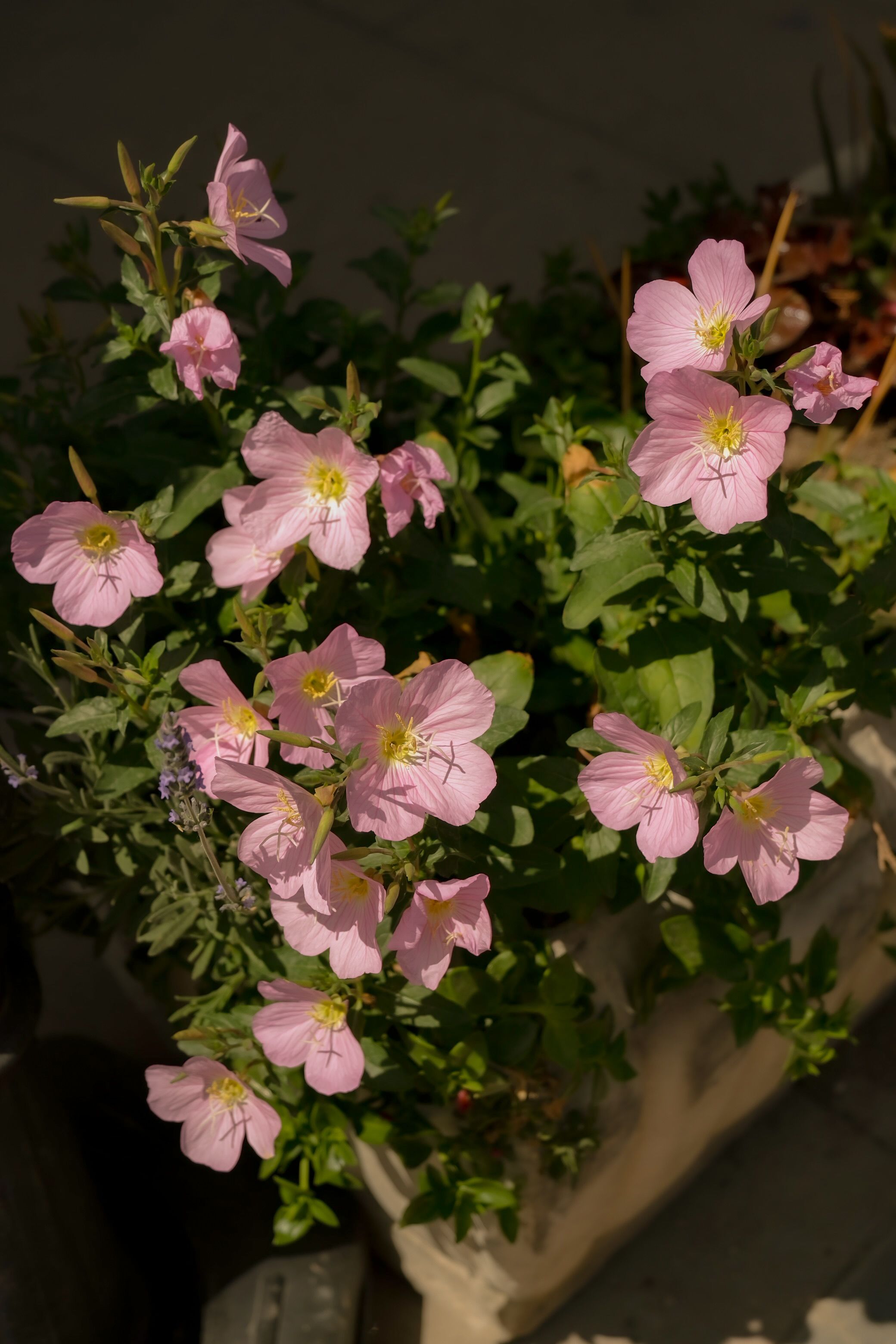 Beautiful Pink Evening Primrose Flowers in Bloom · Free Stock Photo