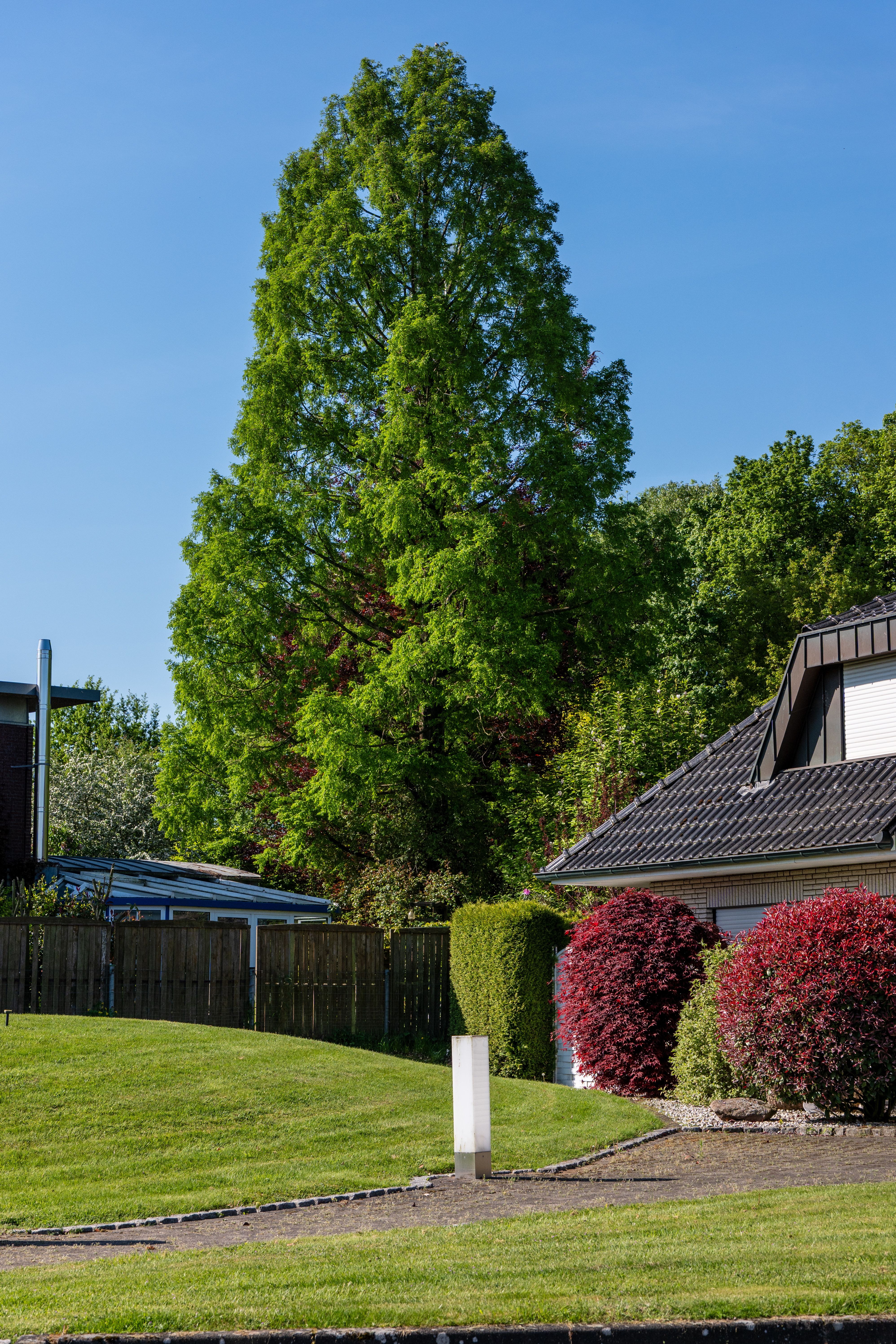 Quiet Suburban Street with Lush Trees · Free Stock Photo