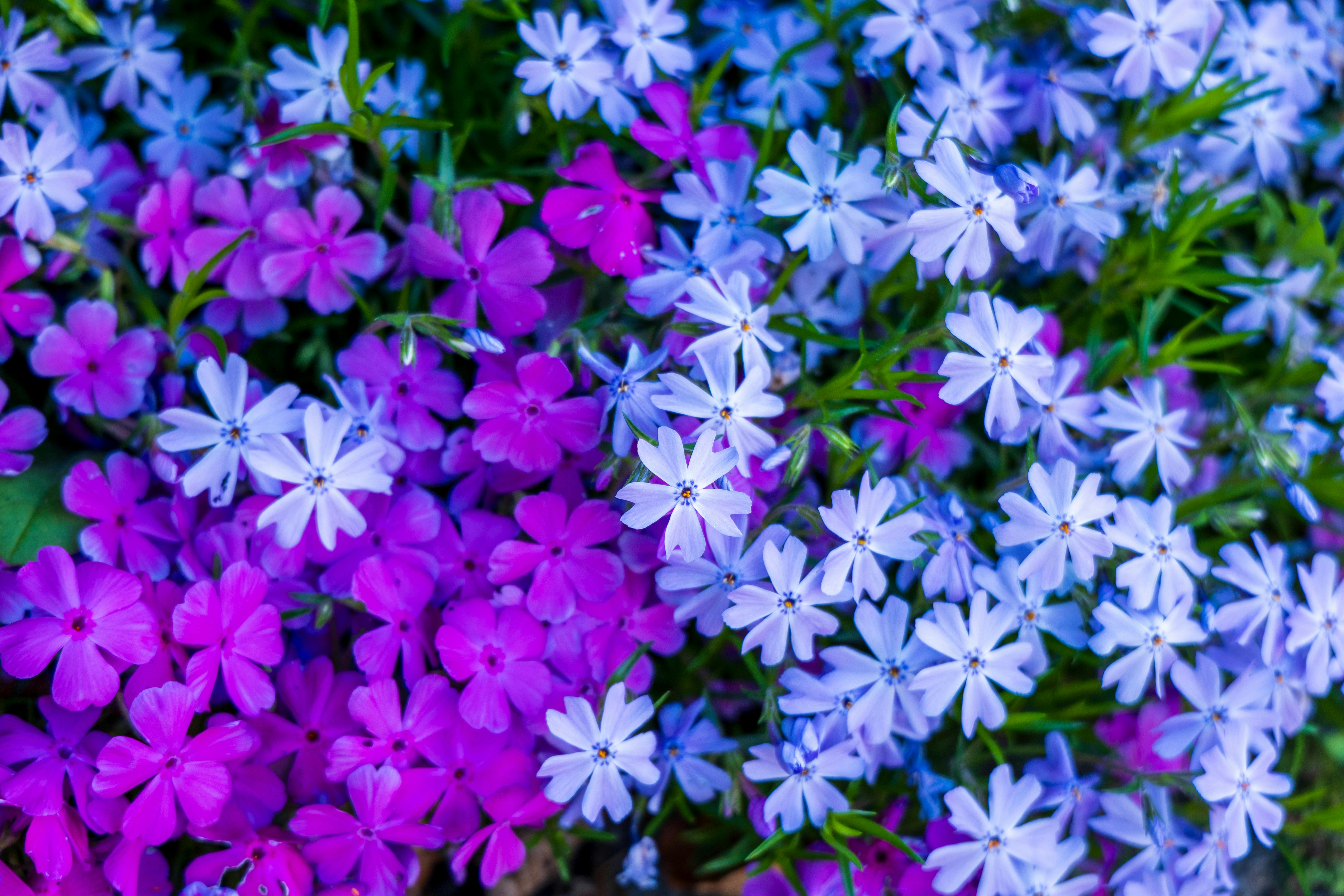 Vibrant Spring Phlox Flowers Close-Up · Free Stock Photo