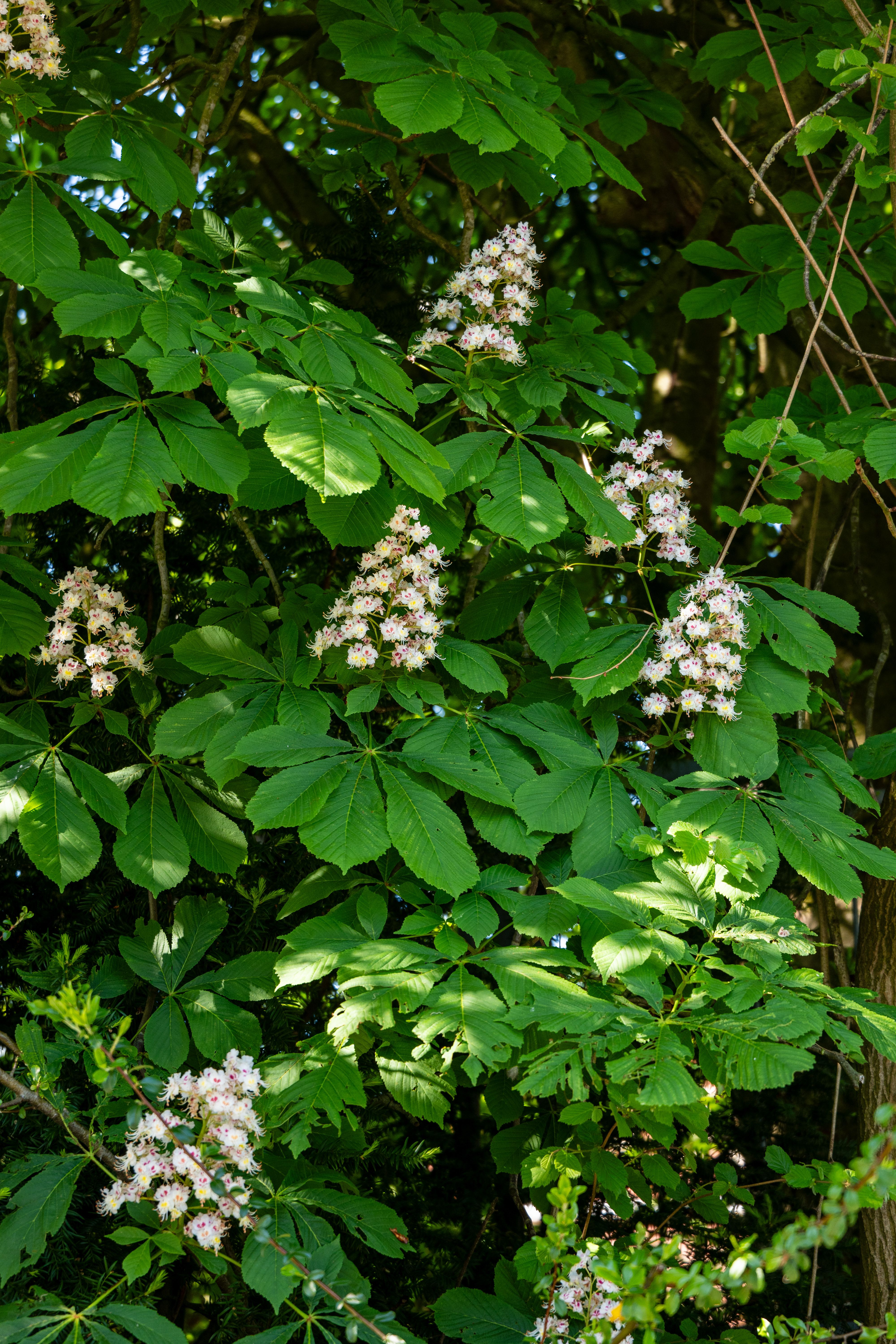 Lush Chestnut Tree with Blooming White Flowers · Free Stock Photo