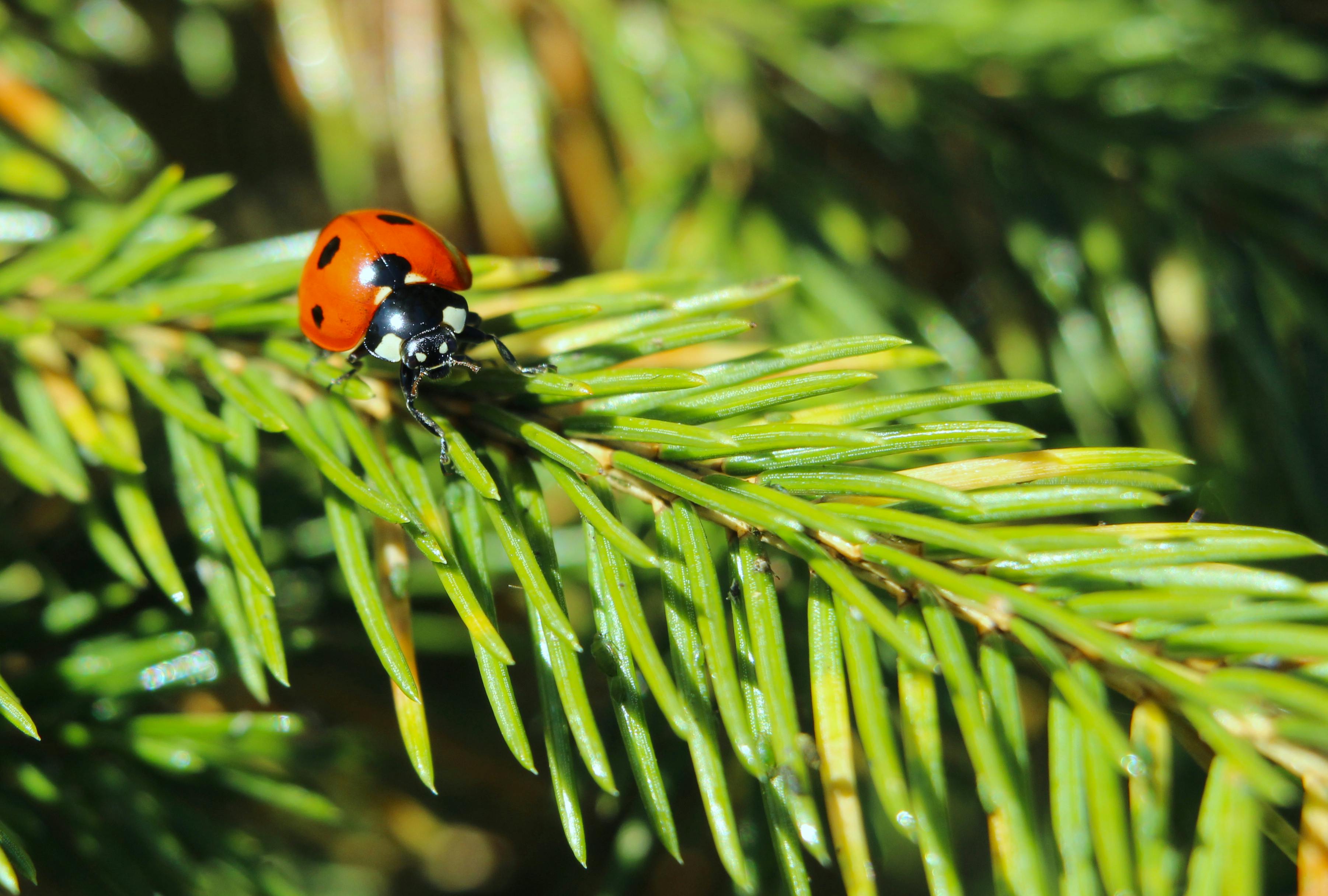 Bright Red Ladybug on Evergreen Branch Close-Up · Free Stock Photo