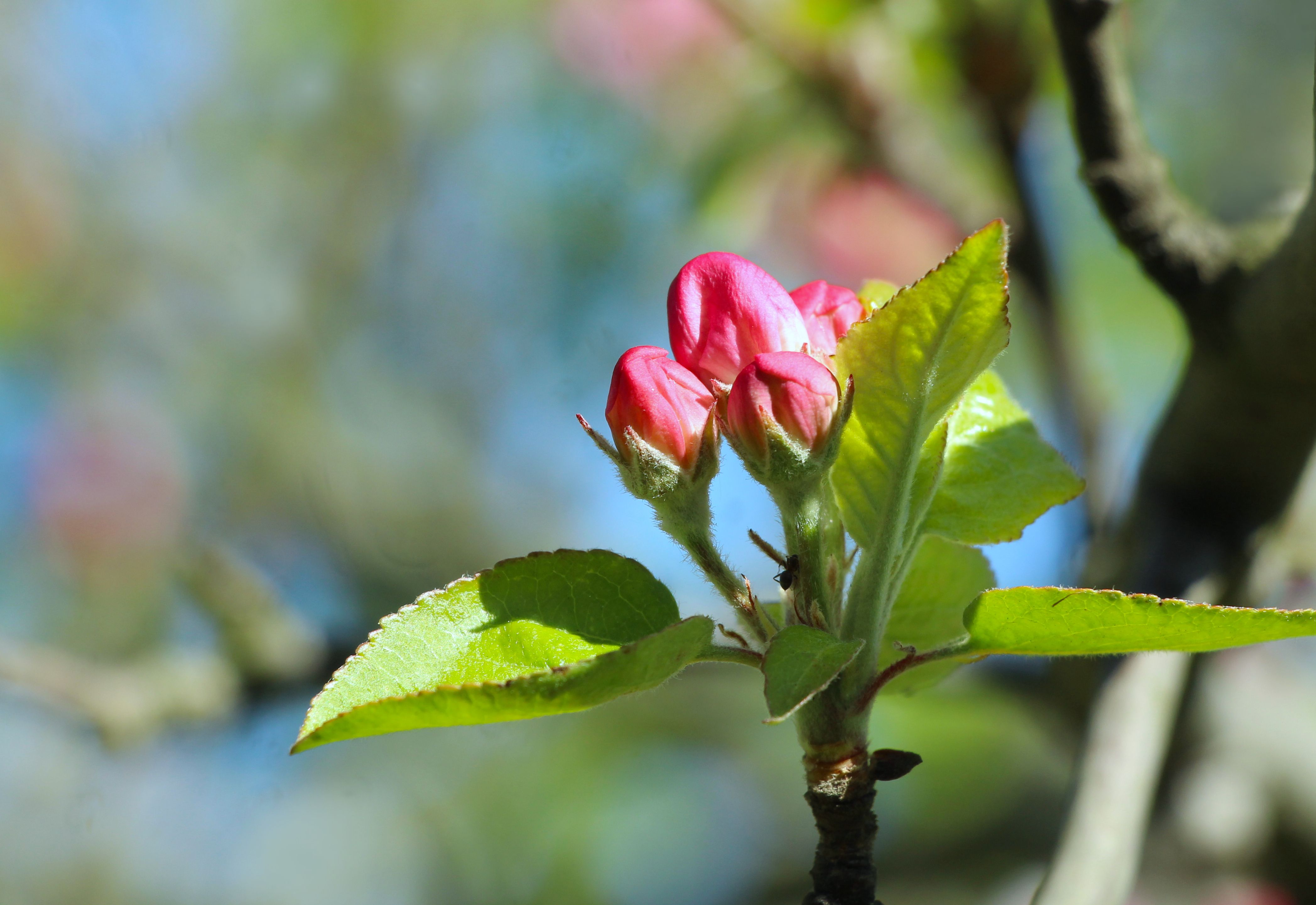 Fruitfulness Background Photos, Download The BEST Free Fruitfulness ...