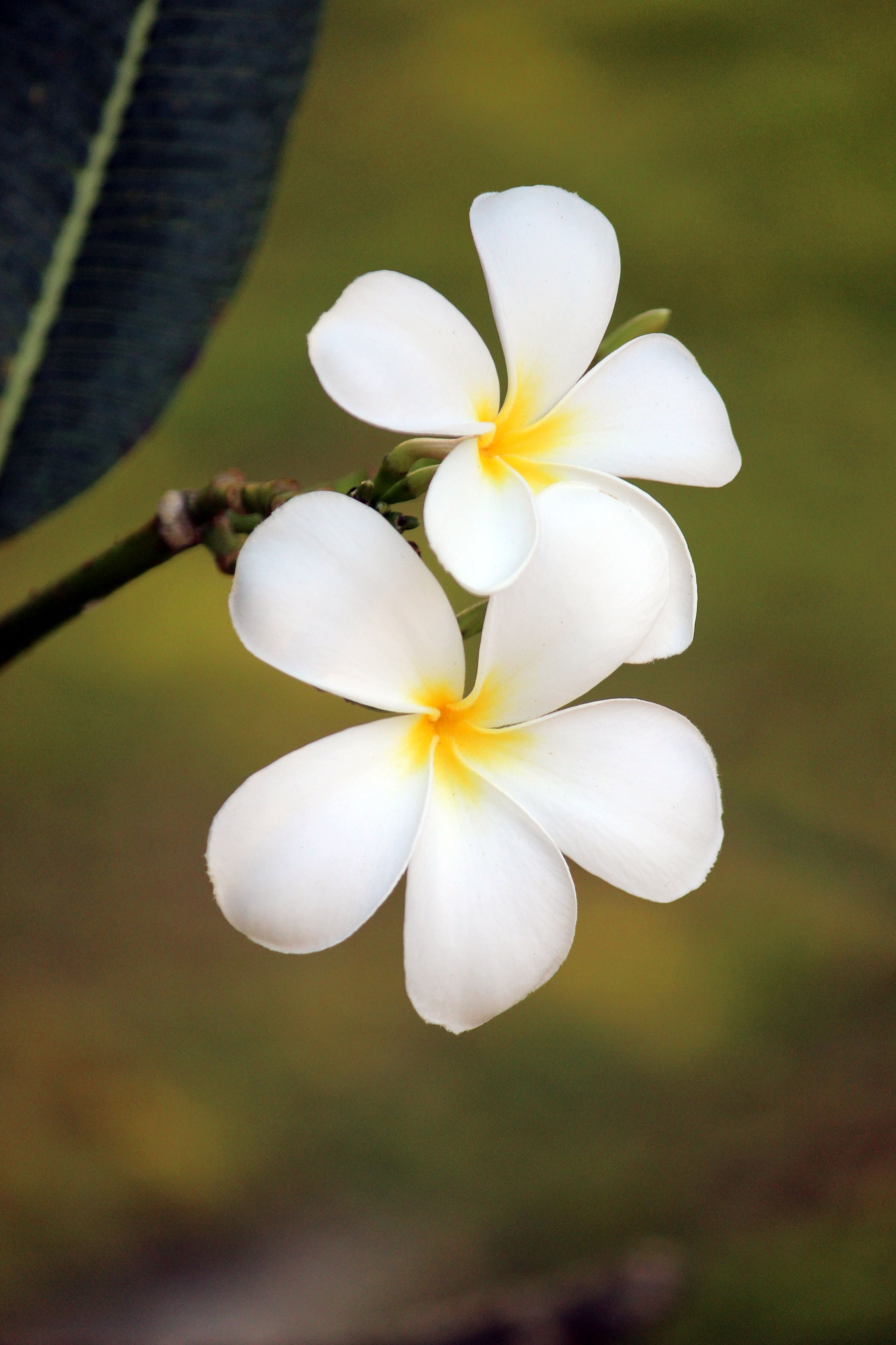 Leelavathi Photos, Download The BEST Free Leelavathi Stock Photos & HD ...