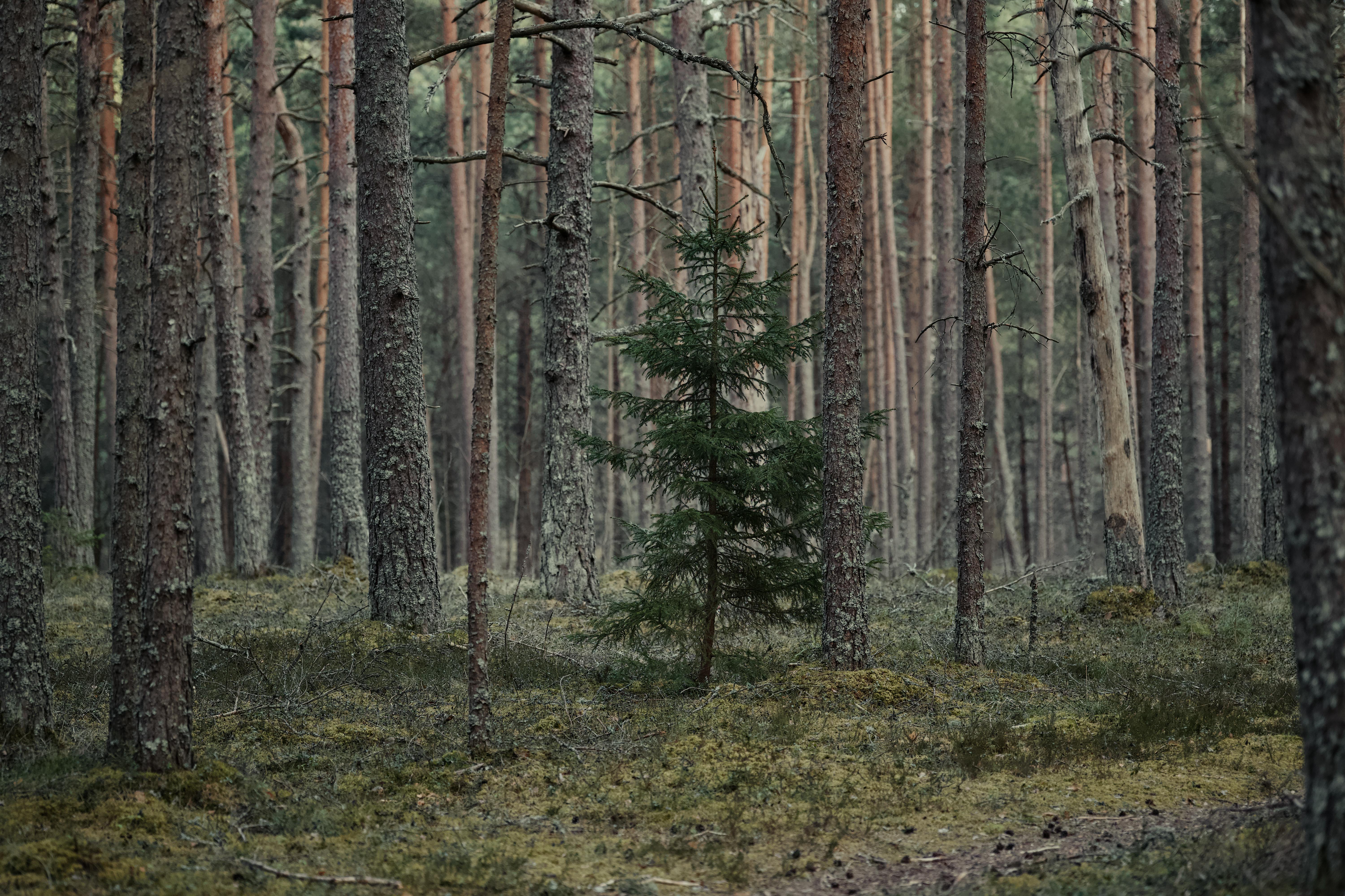 Tranquil Evergreen Forest with Spruce Trees · Free Stock Photo