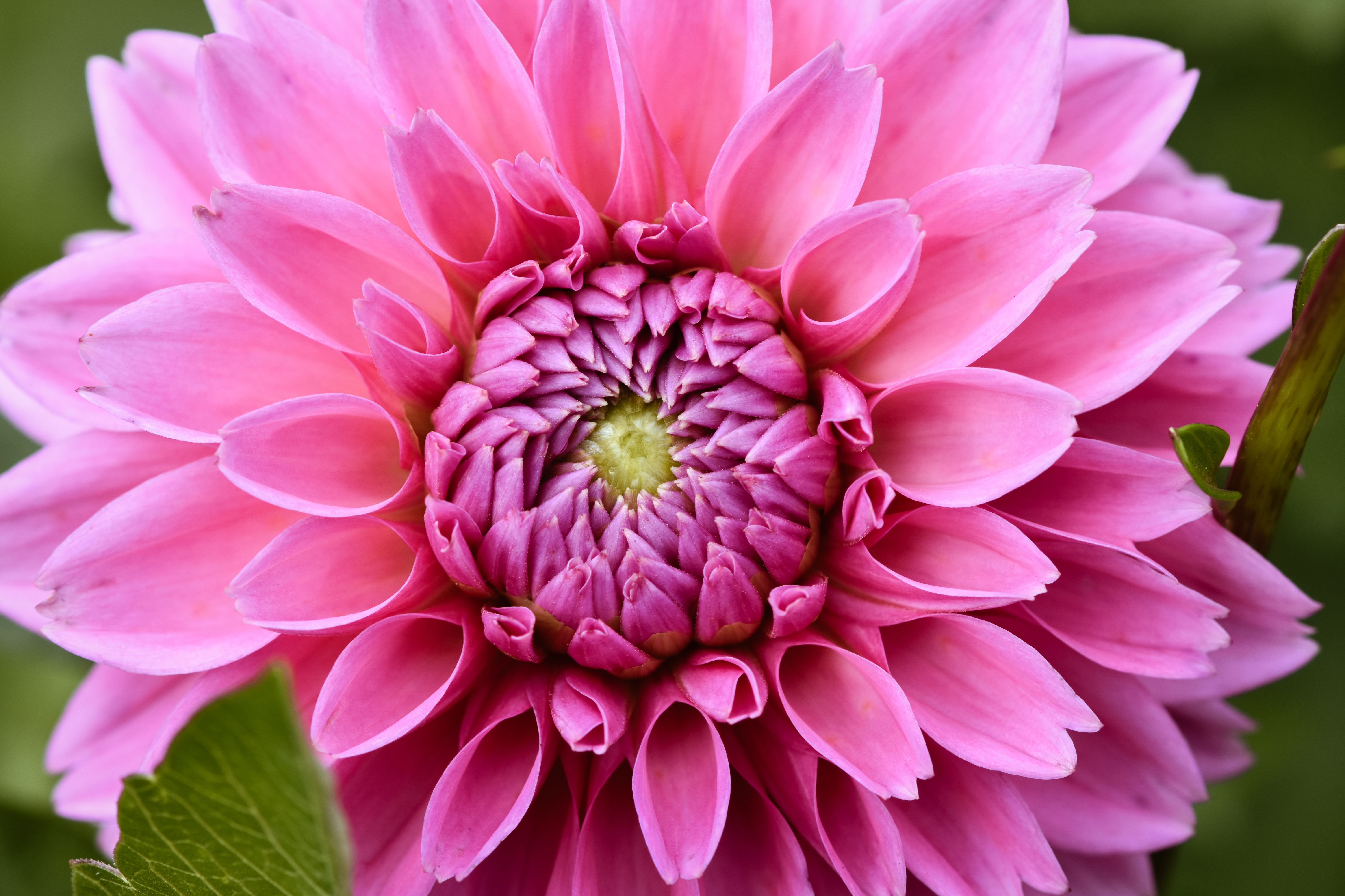 Bunga Dahlia Merah Muda Cerah Yang Mekar Dari Dekat · Foto Stok Gratis
