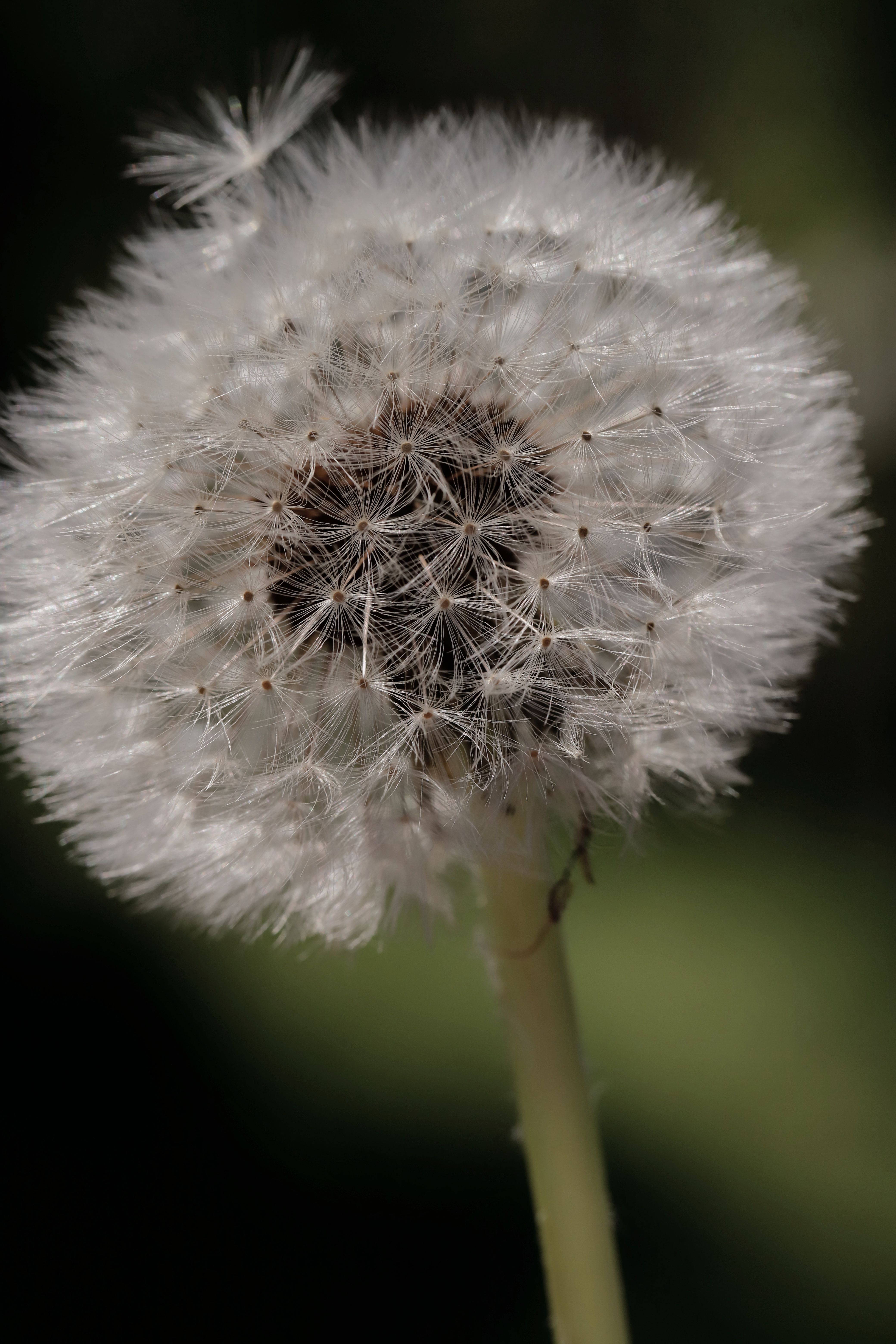 Wispy Flowers Photos, Download The BEST Free Wispy Flowers Stock Photos ...
