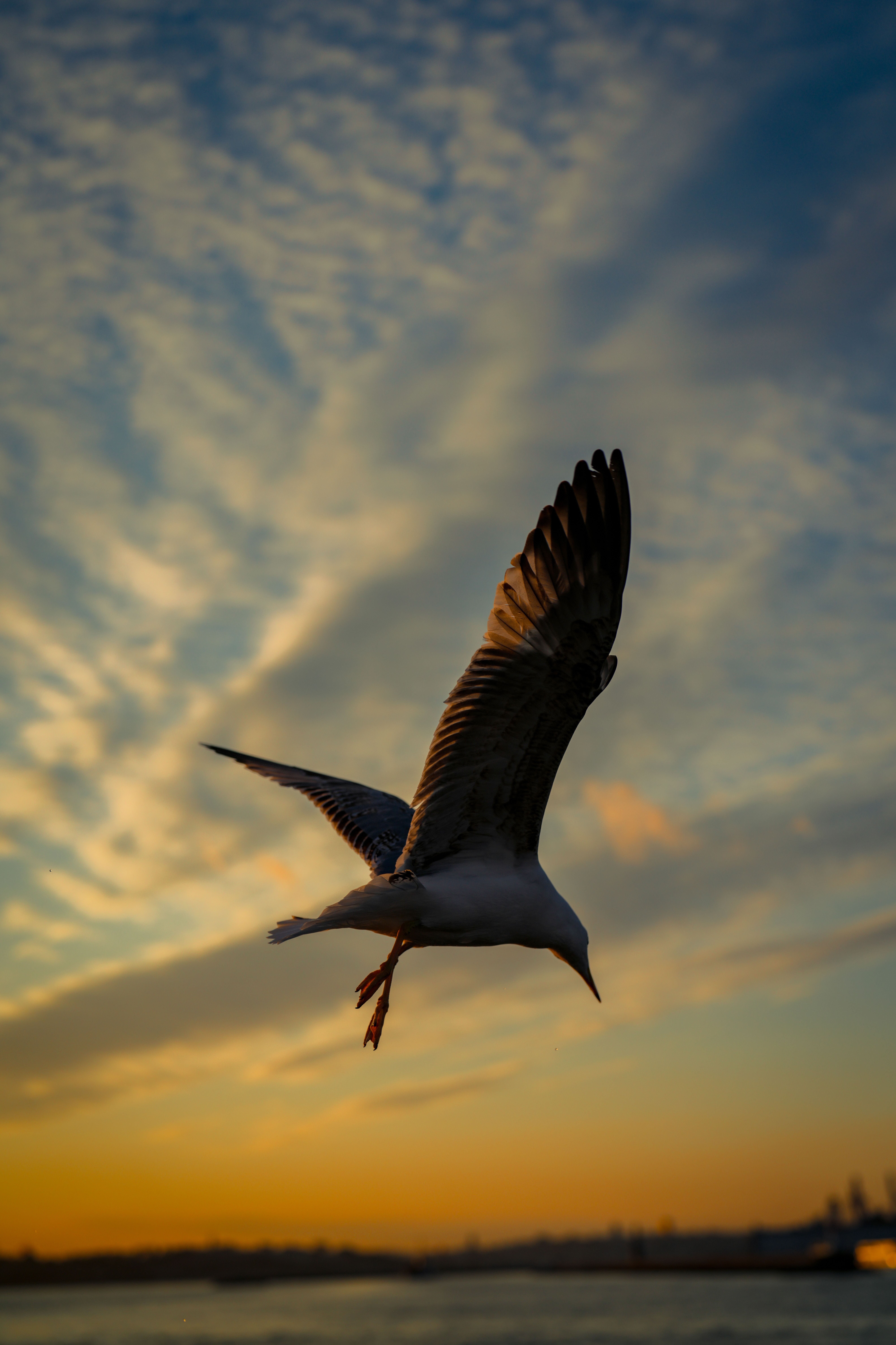 Flying Seagull on a Dramatic Sky · Free Stock Photo