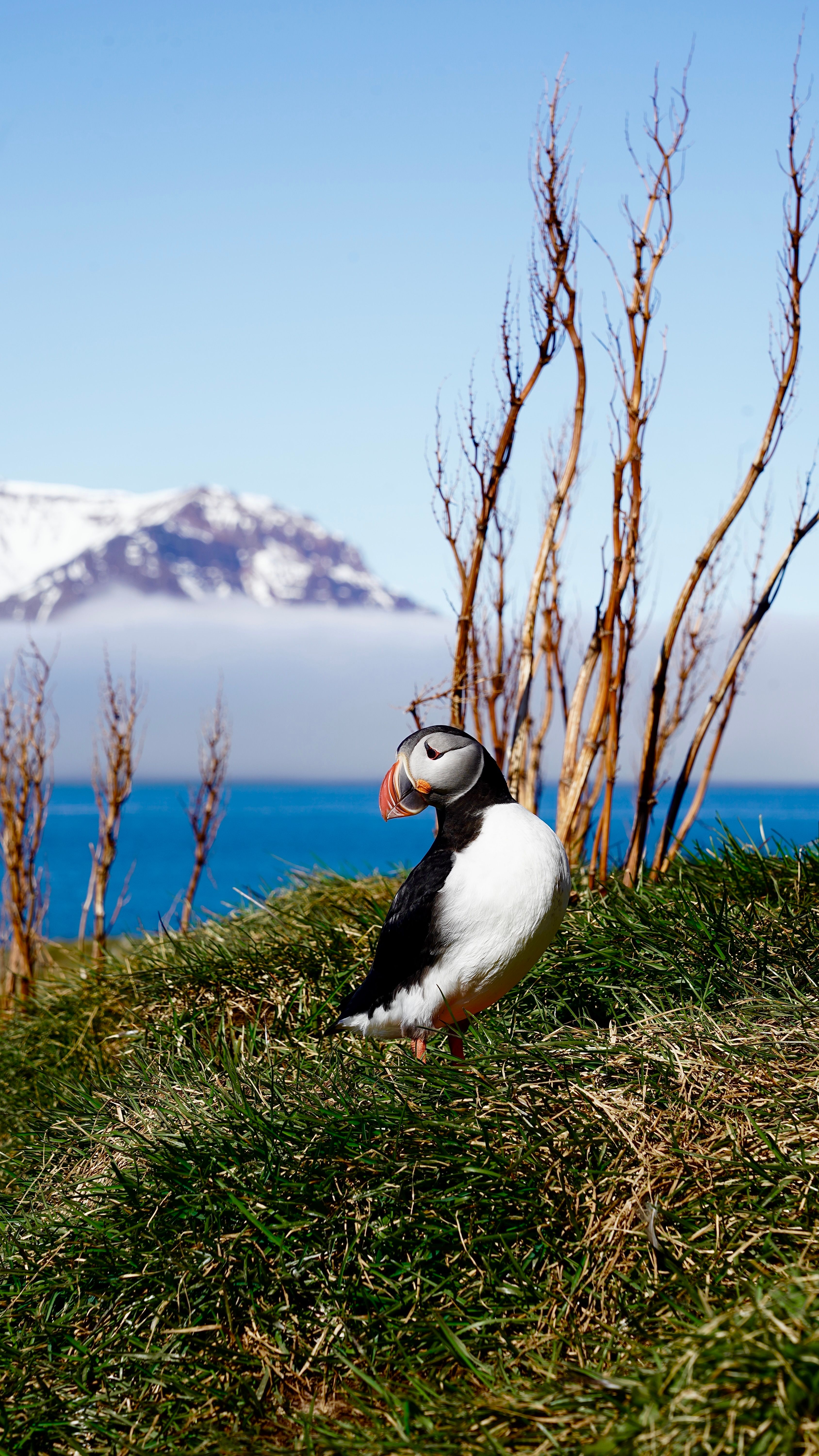 Atlantic Puffin on Coastal Cliffside Landscape · Free Stock Photo