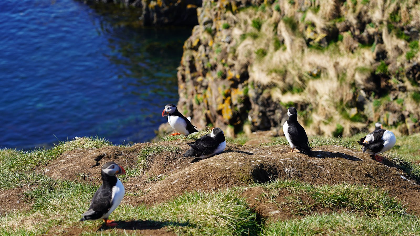 Puffins Photos, Download The BEST Free Puffins Stock Photos & HD Images