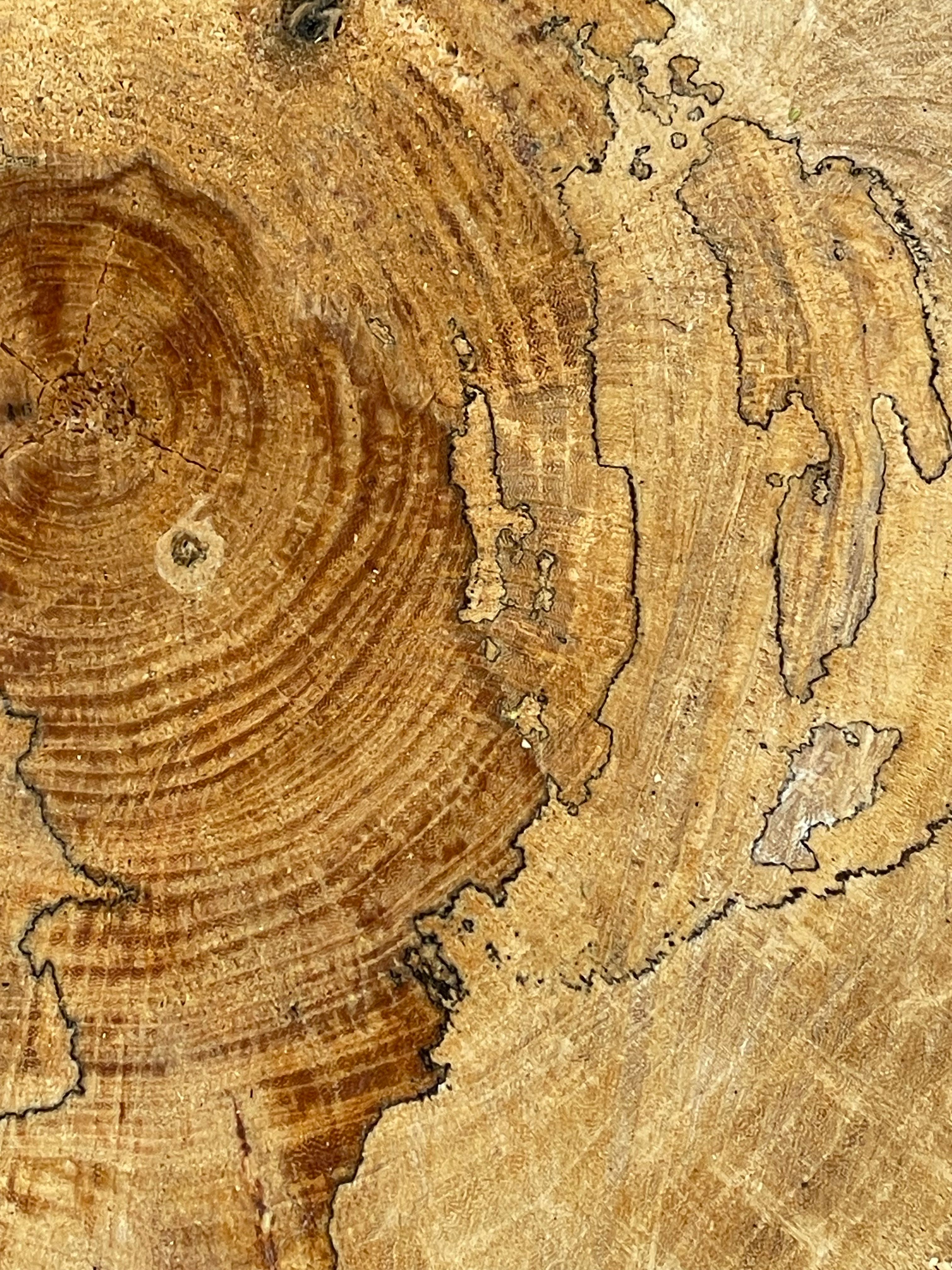 Brown Tree Log · Free Stock Photo