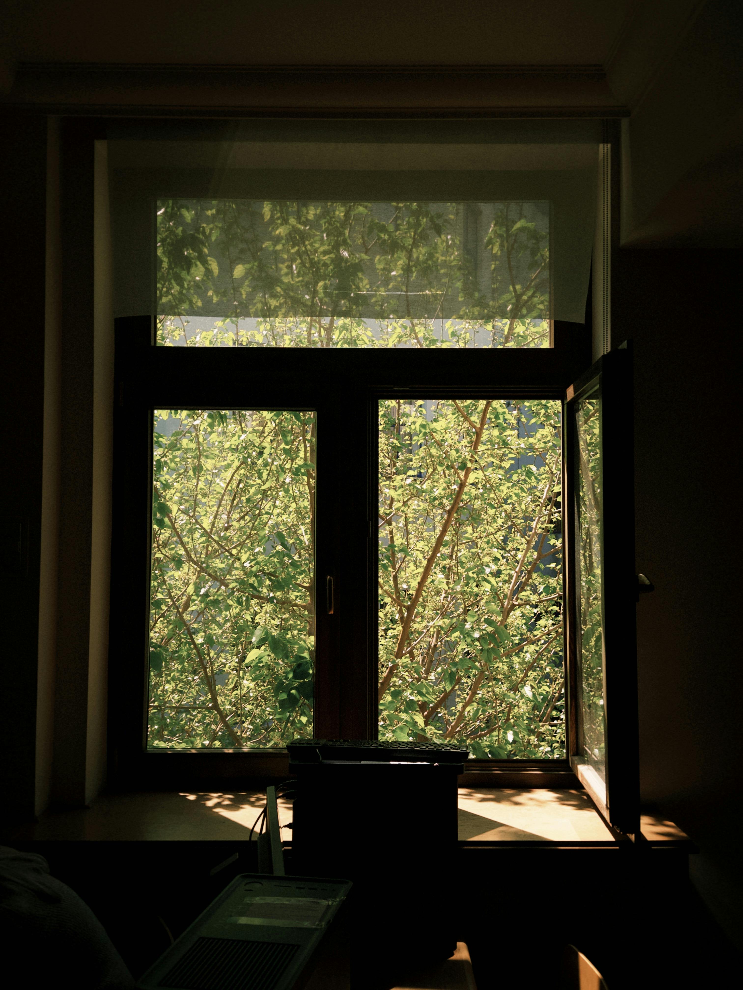 Sunlit Room with View of Tree Through Window · Free Stock Photo