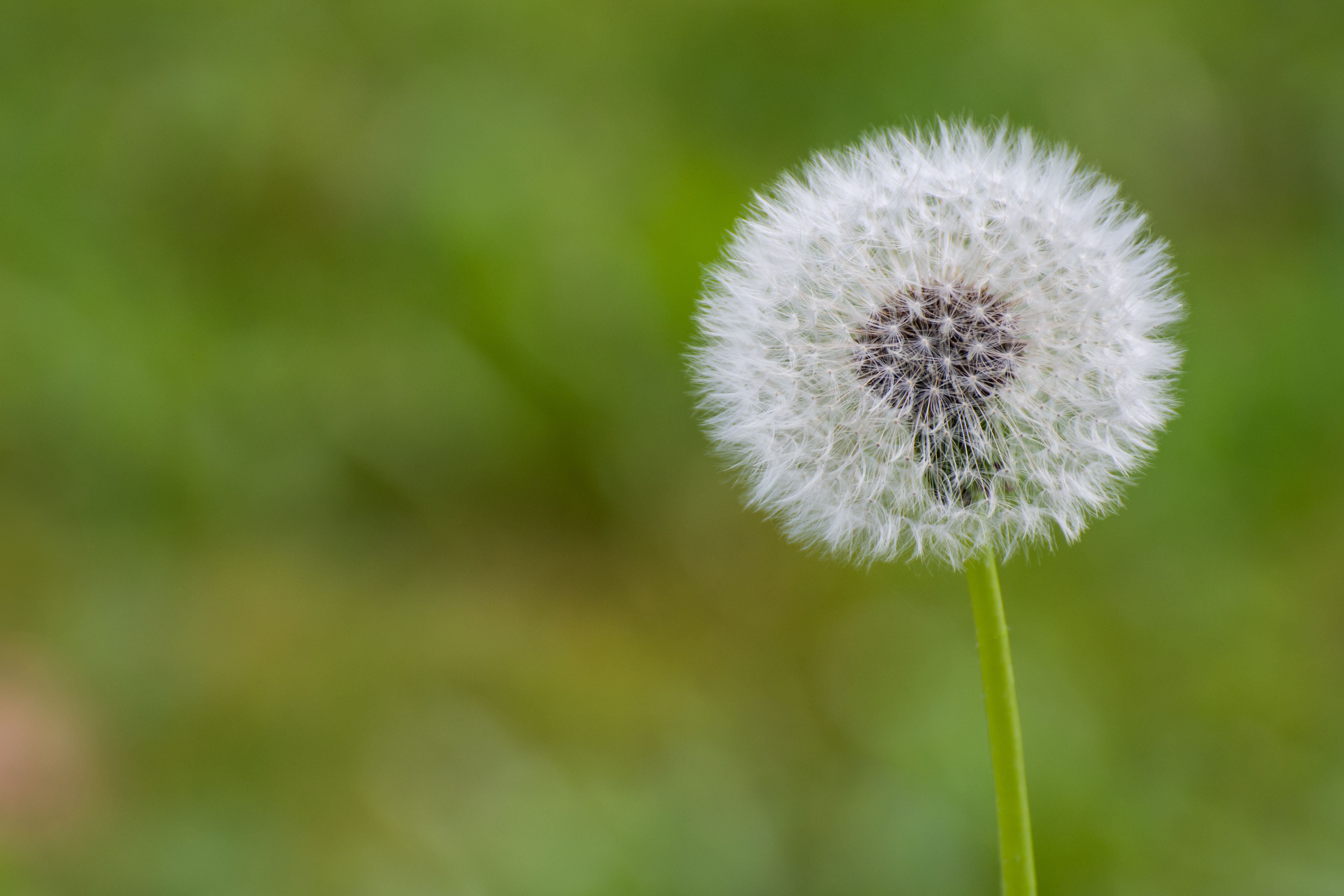 Close-up of a Fluffy Dandelion Head in Green Field · Free Stock Photo