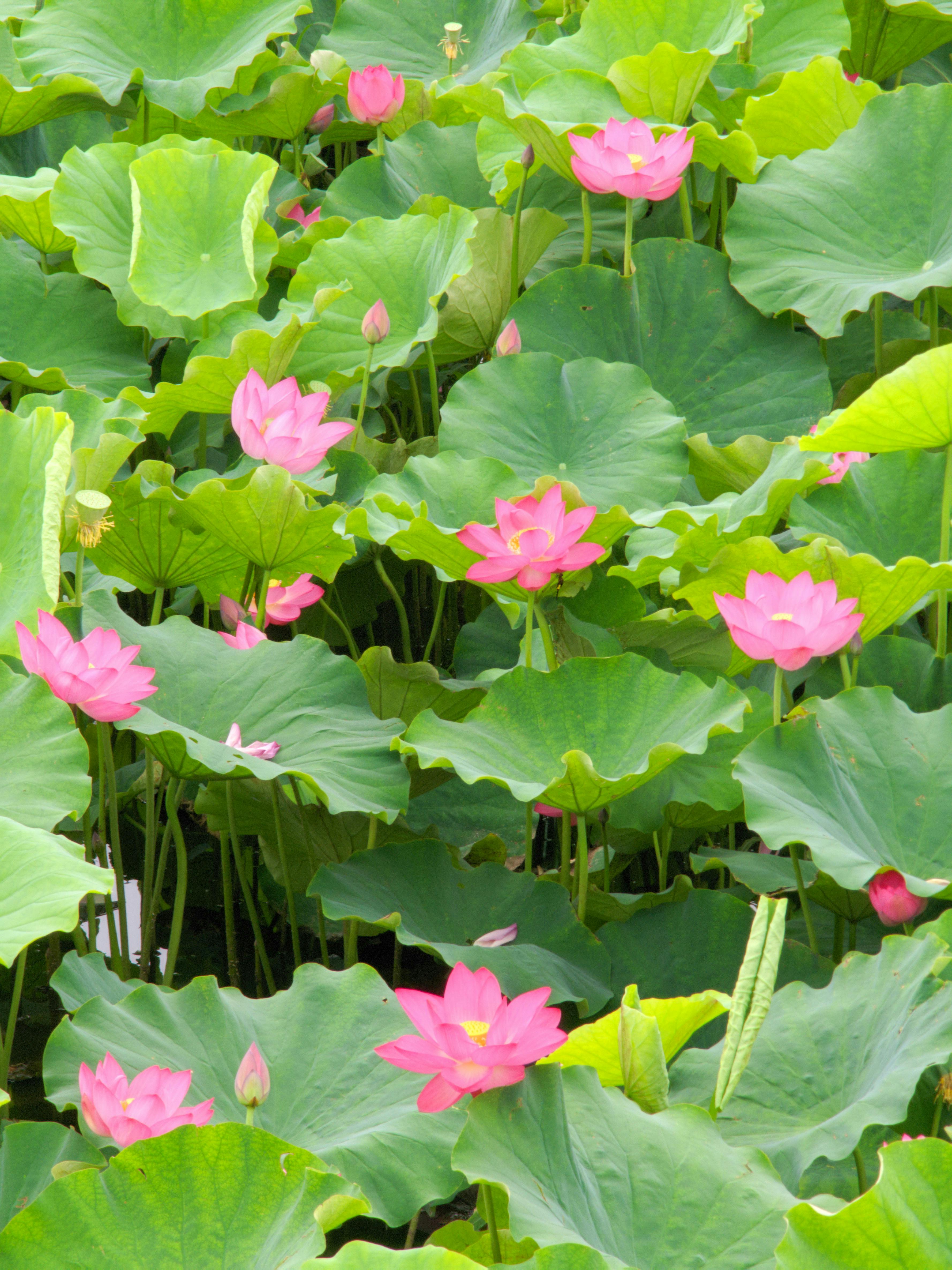 Lotus Flower Pedals Photos, Download The BEST Free Lotus Flower Pedals ...