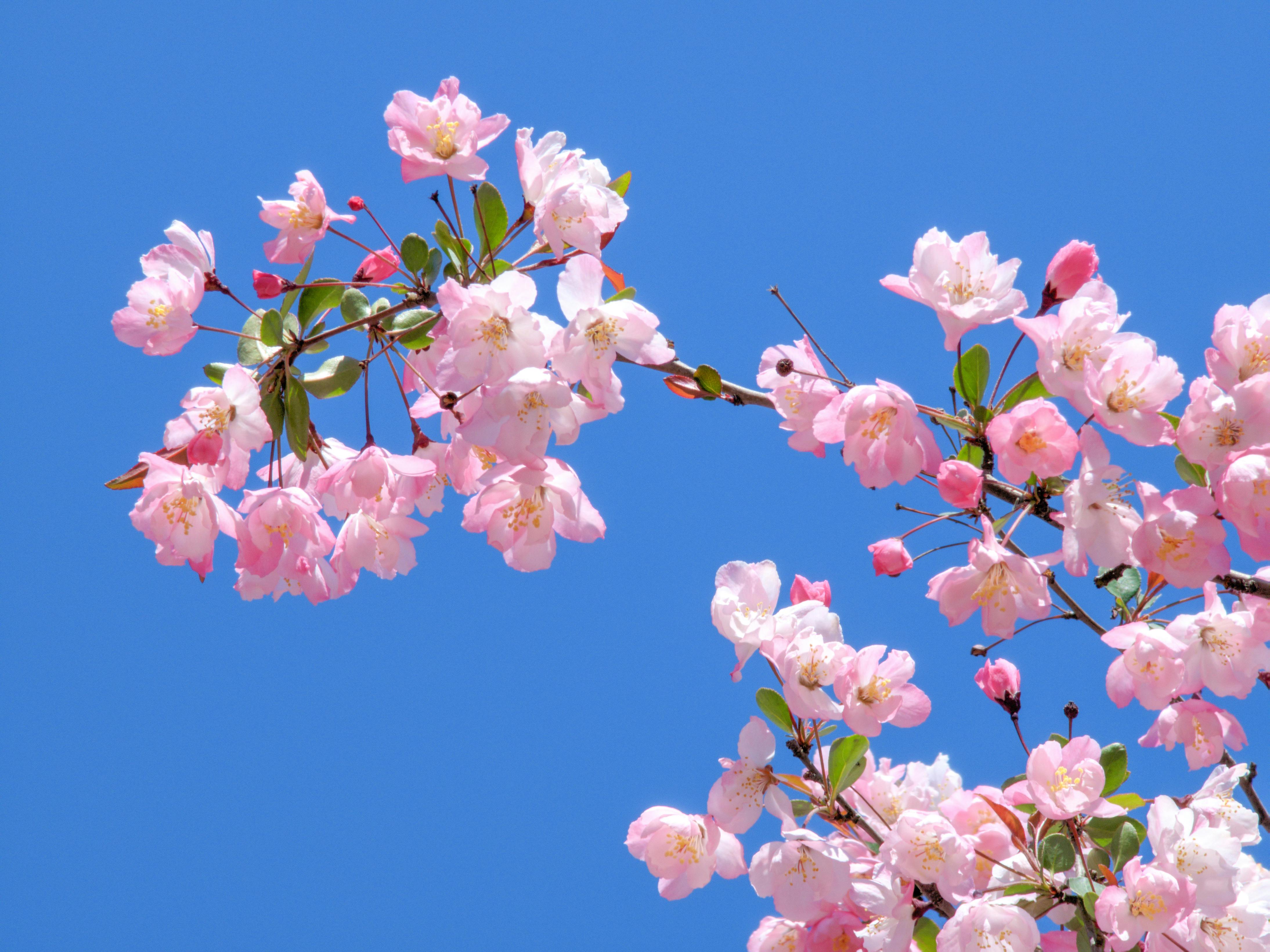 Vibrant Spring Crabapple Blossoms Against Blue Sky · Free Stock Photo