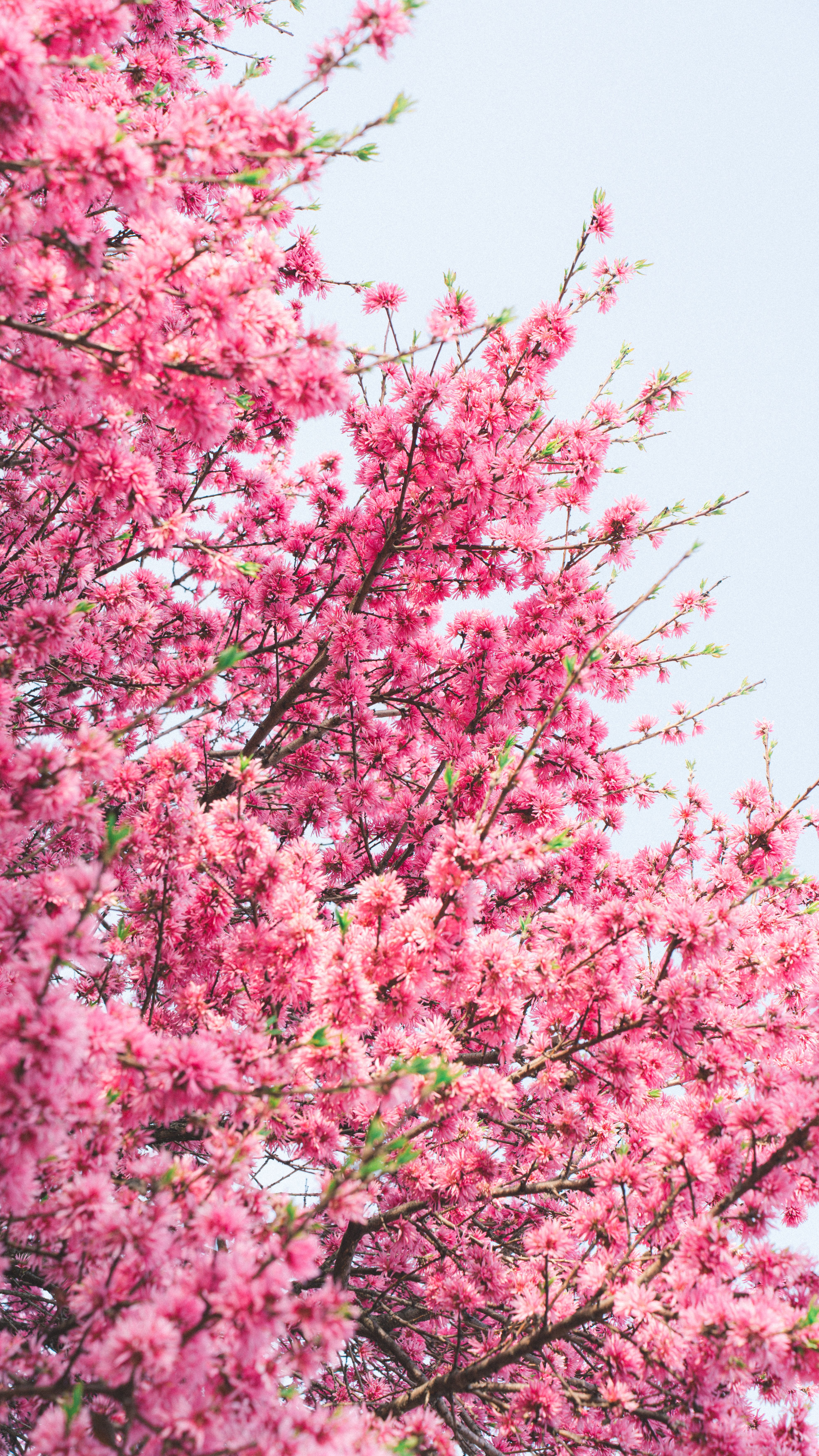 Spring Lock Screen Wallpaper Photos, Download The BEST Free Spring Lock ...