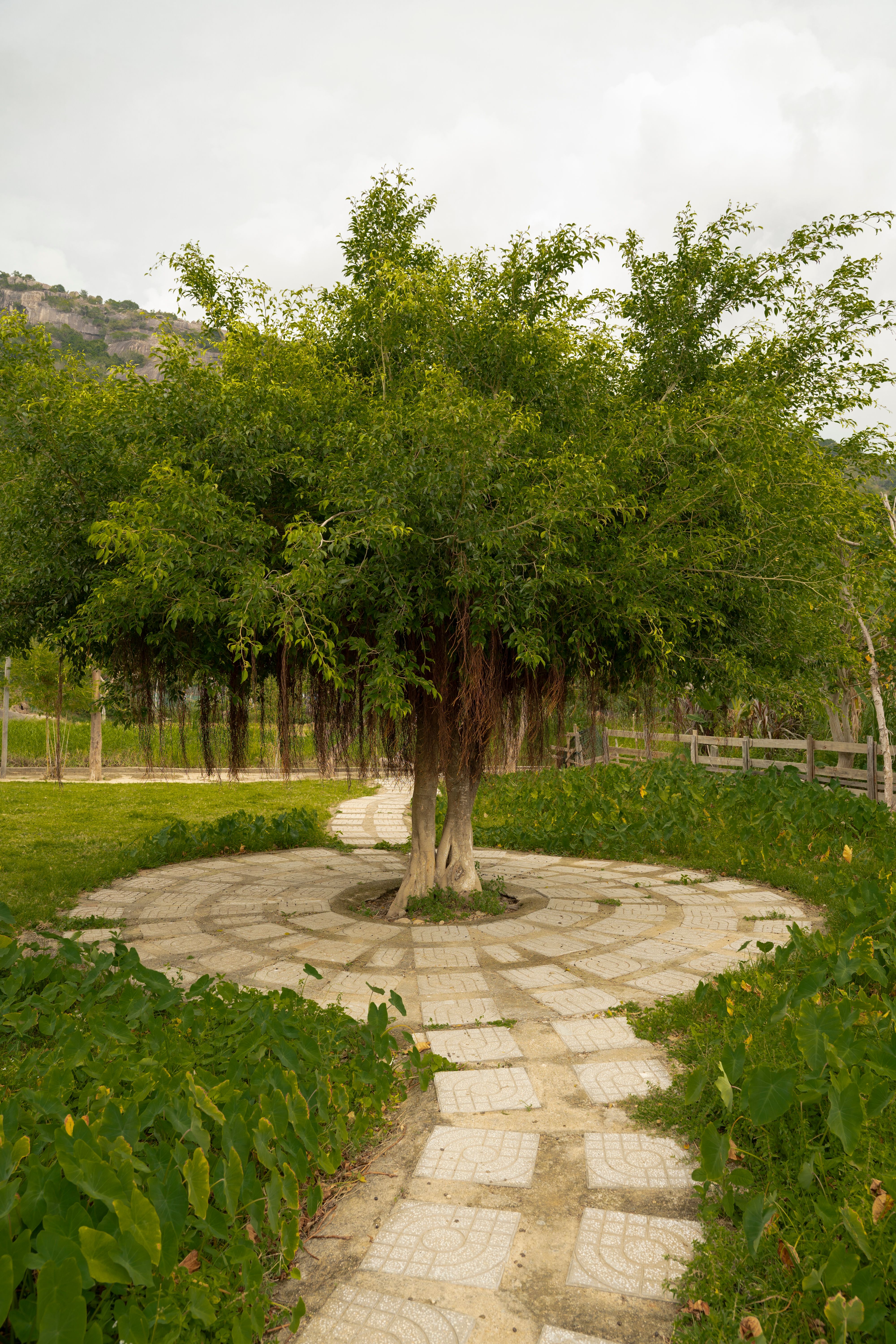 Serene Green Tree in Circular Garden Pathway · Free Stock Photo