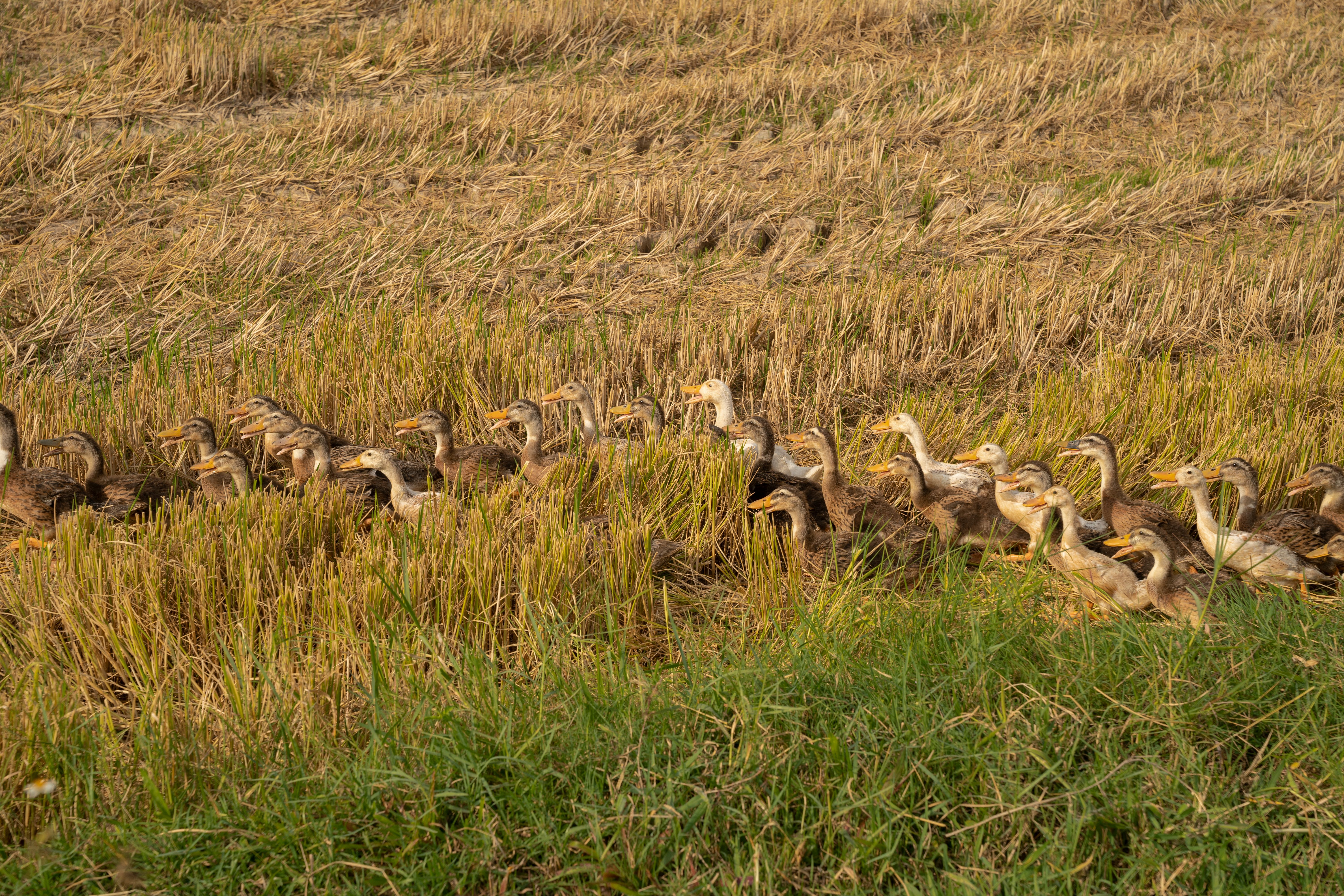 Flock of Geese Walking Through Harvested Field · Free Stock Photo