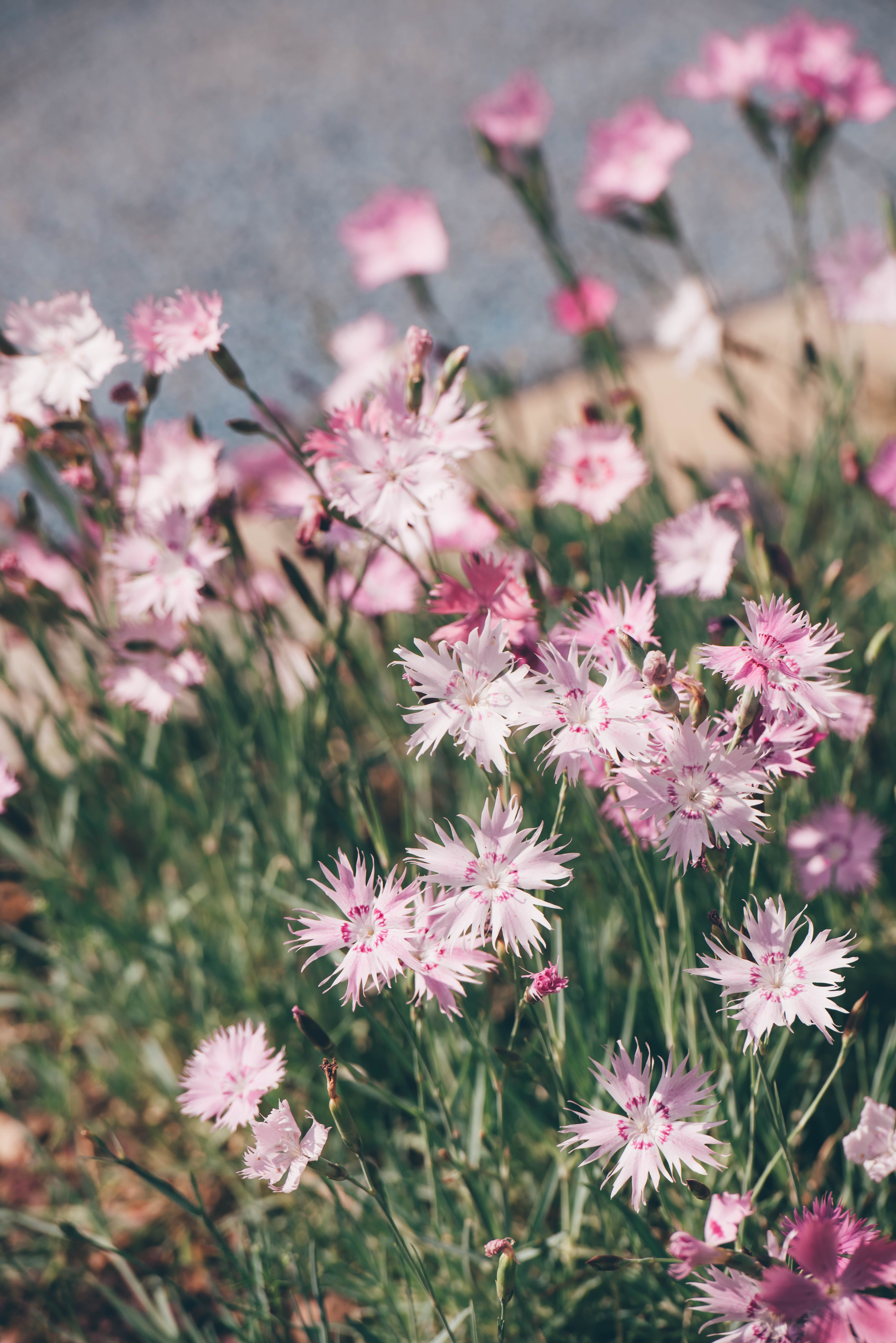 Beautiful Pink Dianthus Flowers in Sunlight · Free Stock Photo
