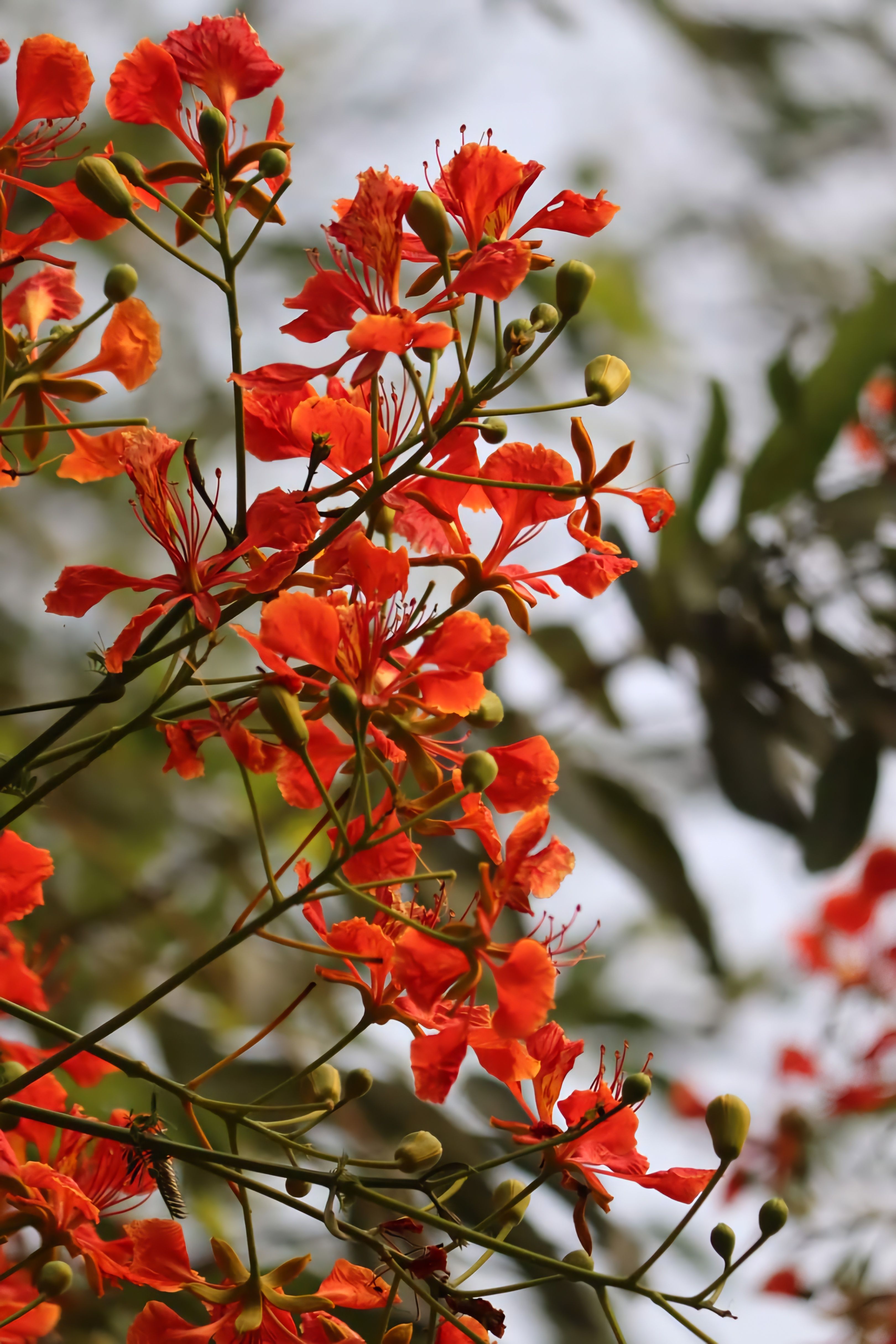 Krishnachura Flower Photos, Download The BEST Free Krishnachura Flower ...