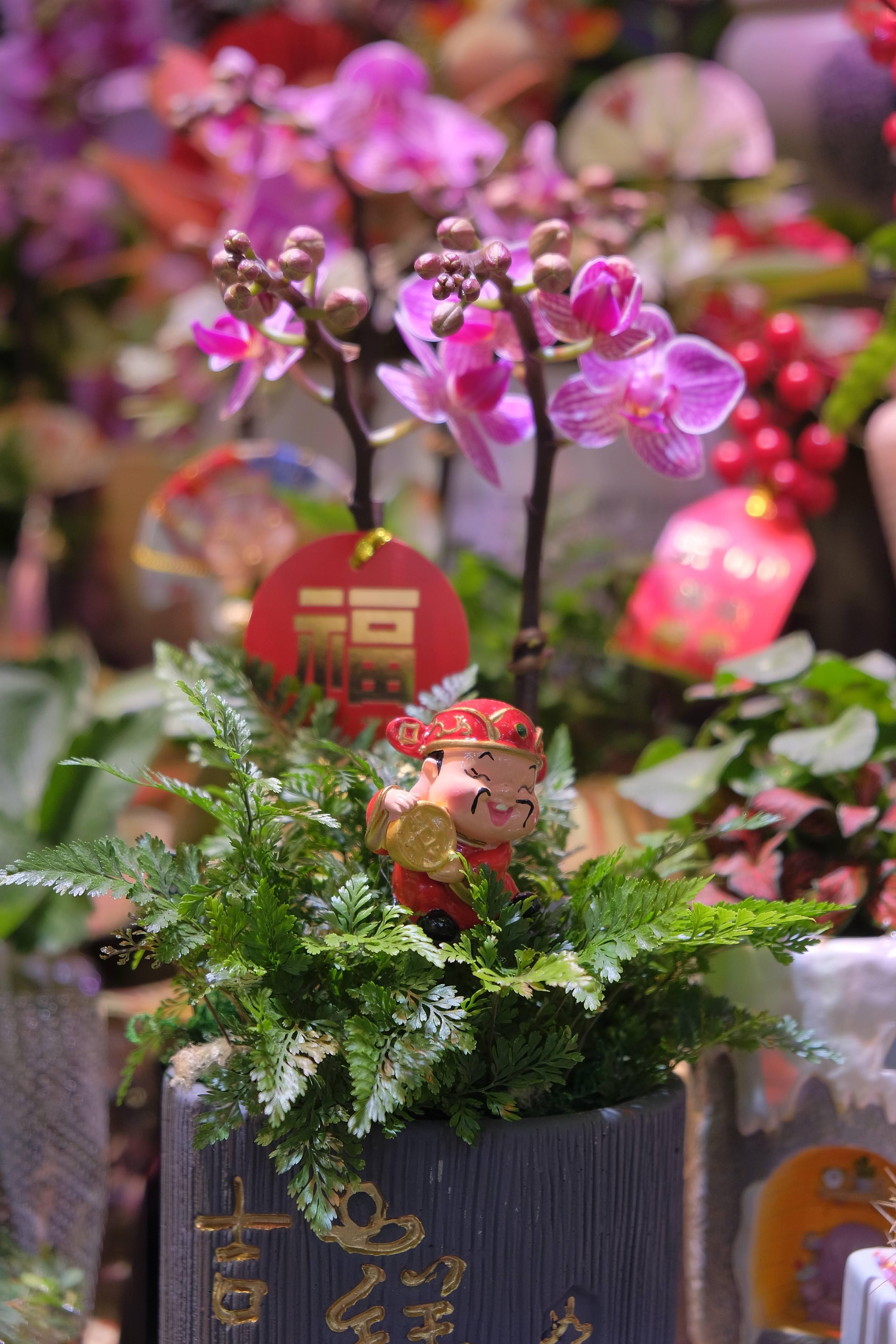 Vibrant Asian Floral Arrangement with Orchids · Free Stock Photo